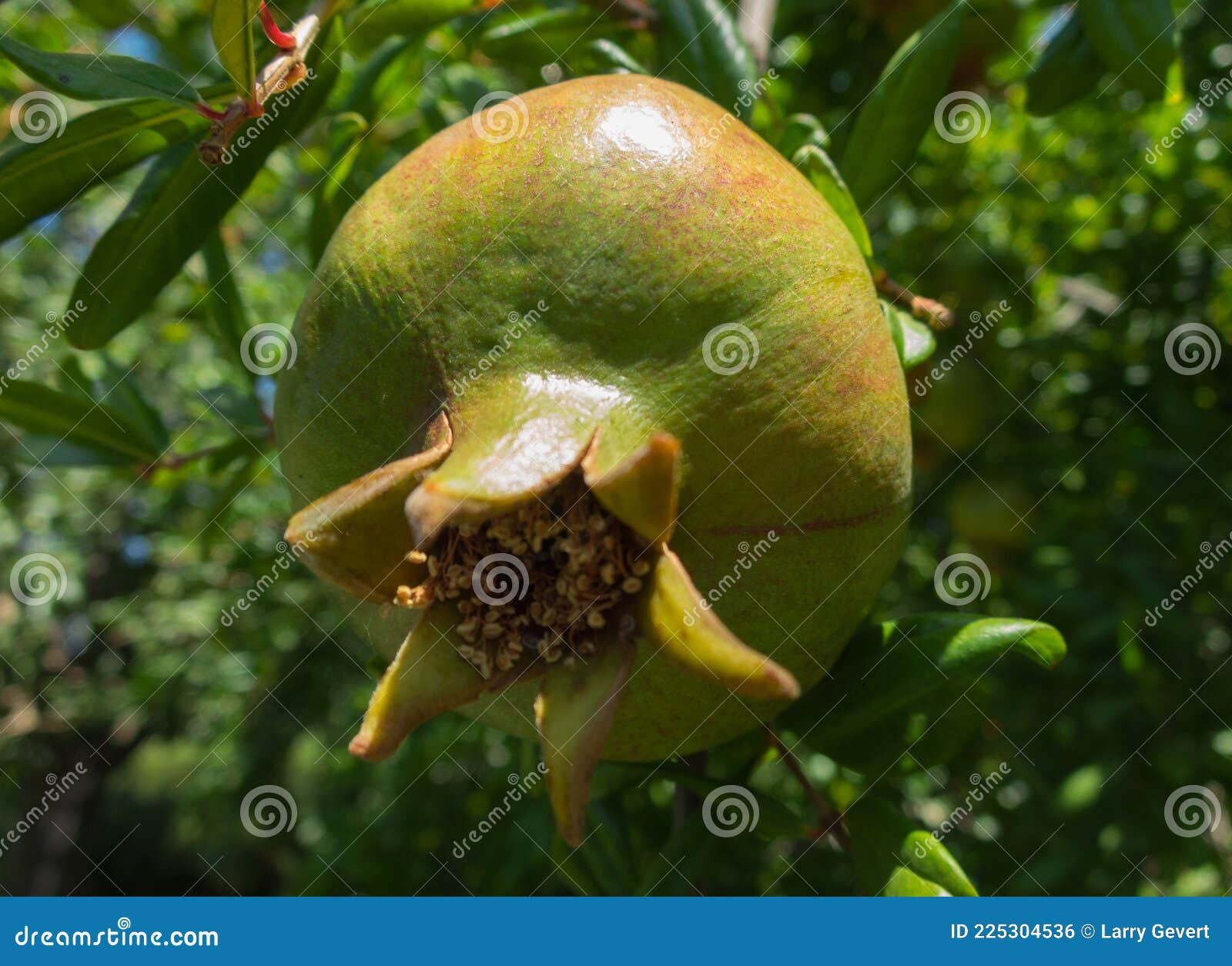 Pomegranate on the tree stock photo. Image of seed, orchard - 225304536