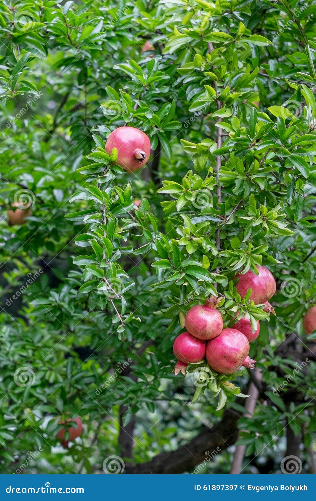Pomegranate tree stock image. Image of exotic, fruits - 61897397
