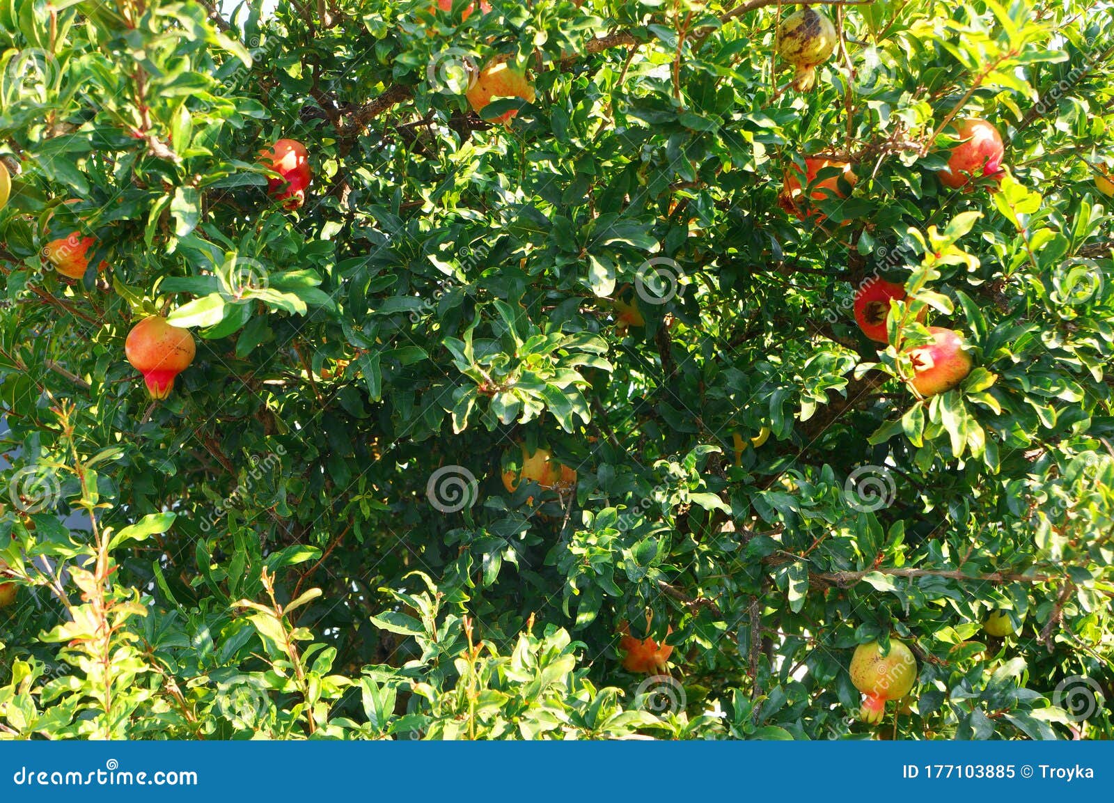 Pomegranate Tree with Fruits Stock Image - Image of lush, fruitbearing ...