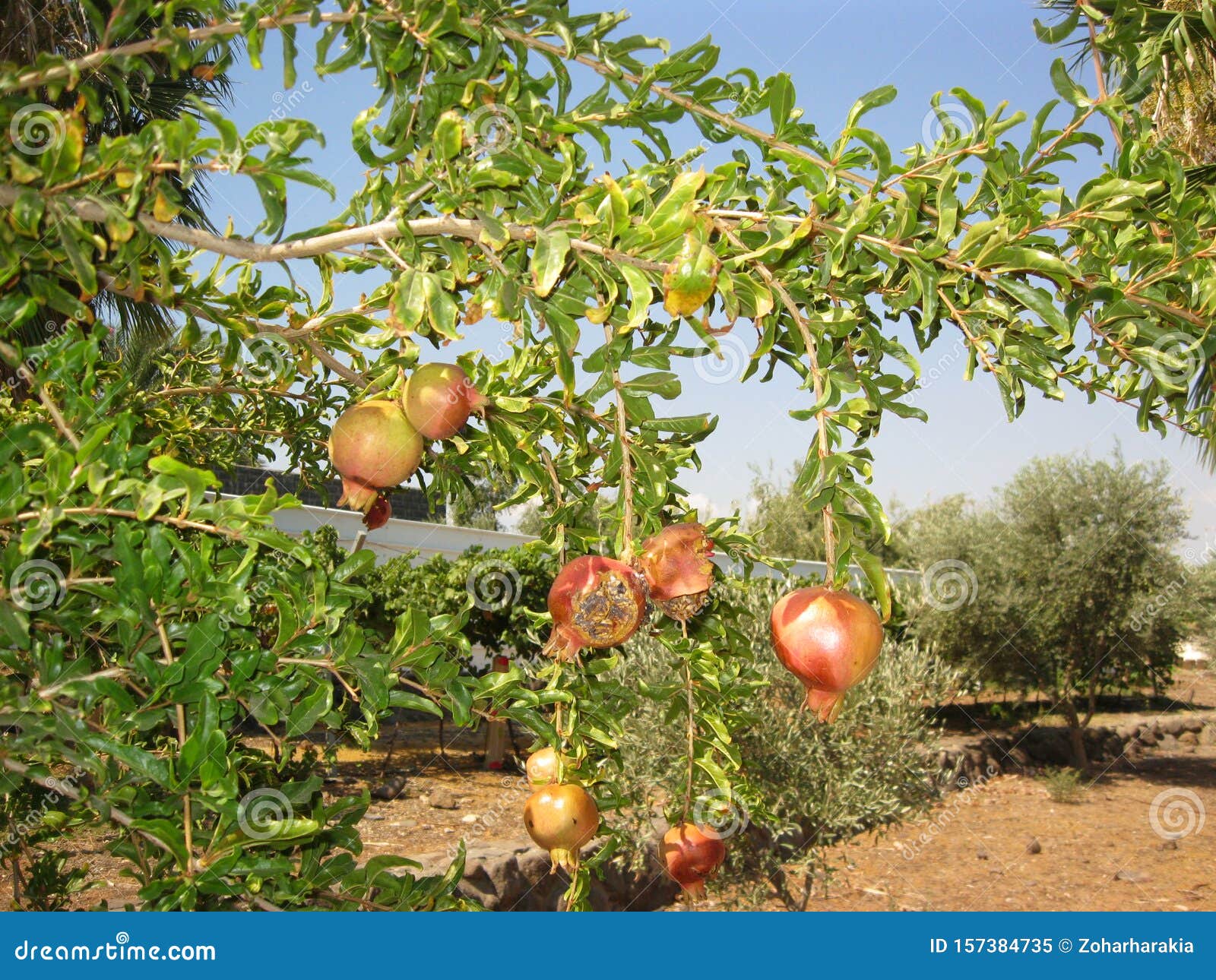 Pomegranate Tree Full of Fruit Stock Image - Image of stones, green ...