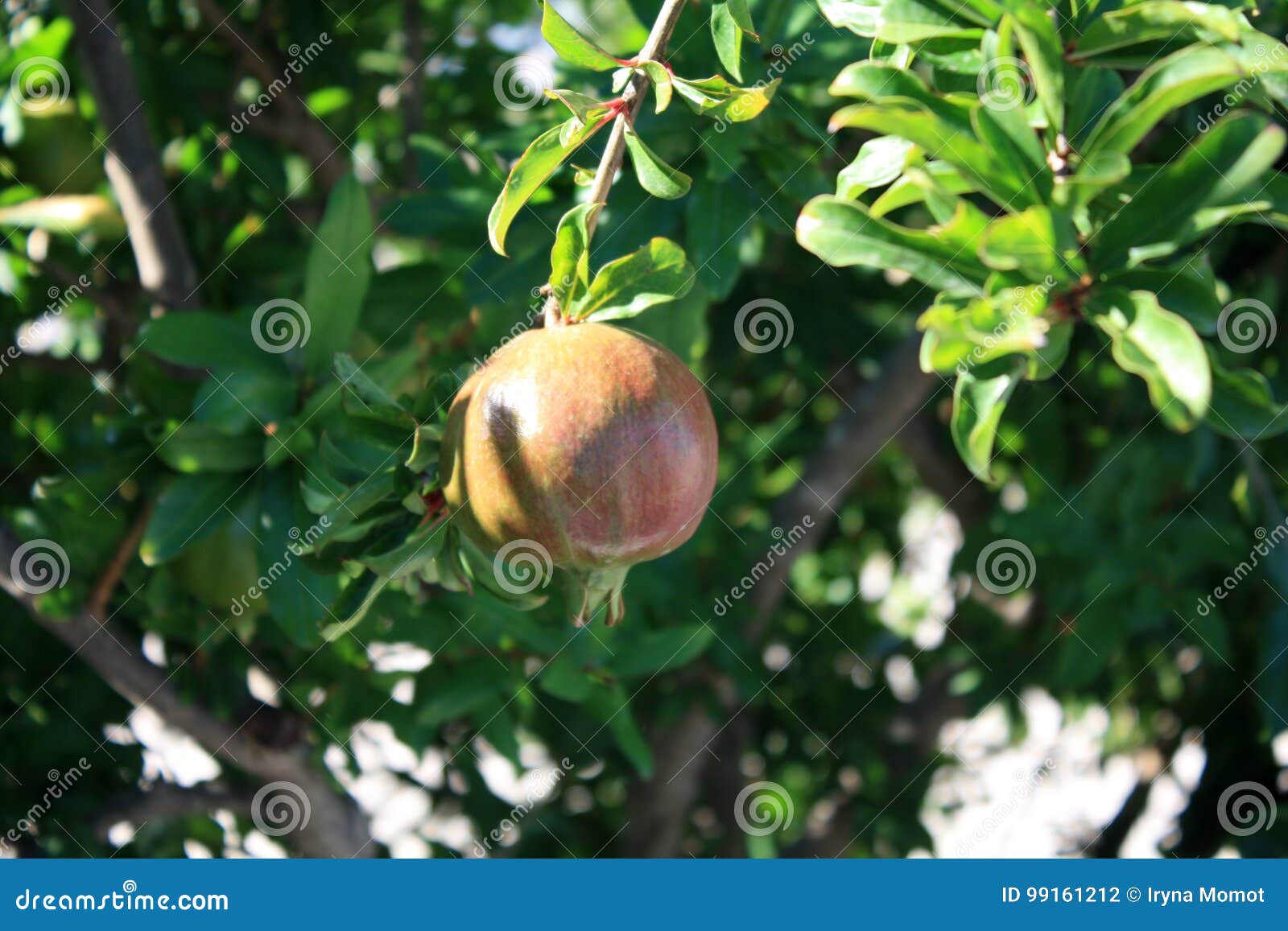 Pomegranate on the tree stock photo. Image of agriculture - 99161212