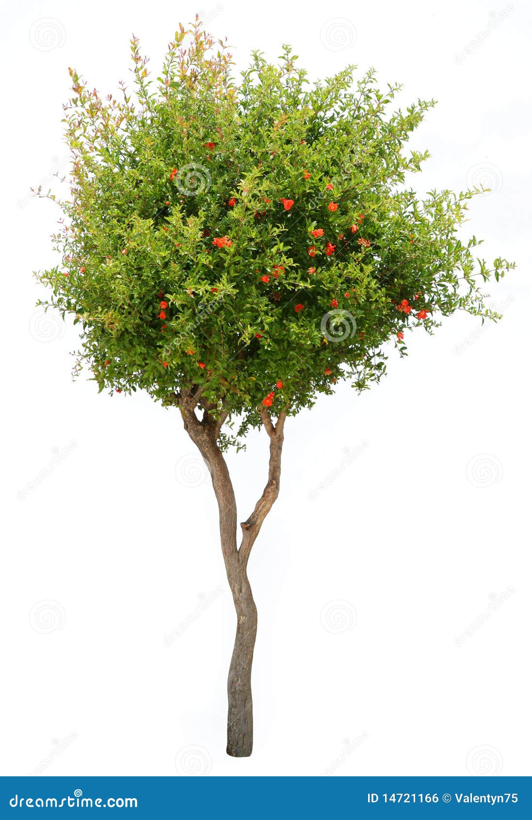 Pomegranate Tree Isolated on White Stock Photo - Image of tree, sunny ...