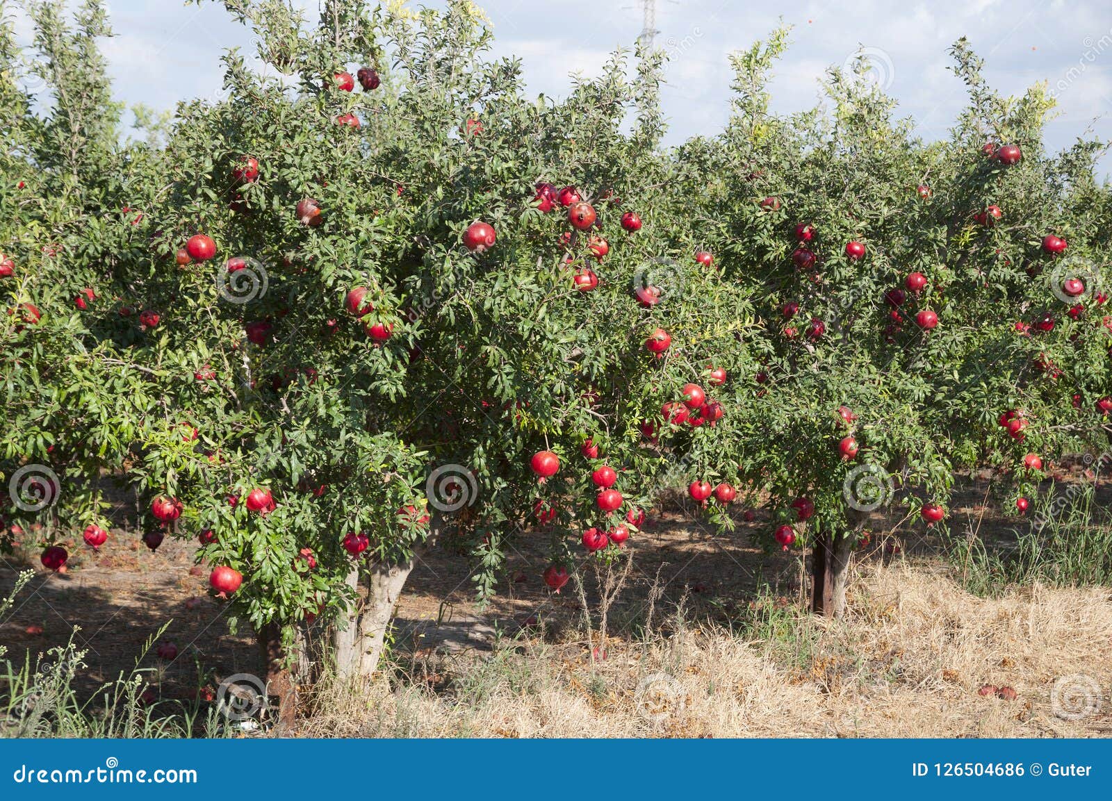 Pomegranate Tree Plantation Stock Photo - Image of fresh, leafs: 126504686