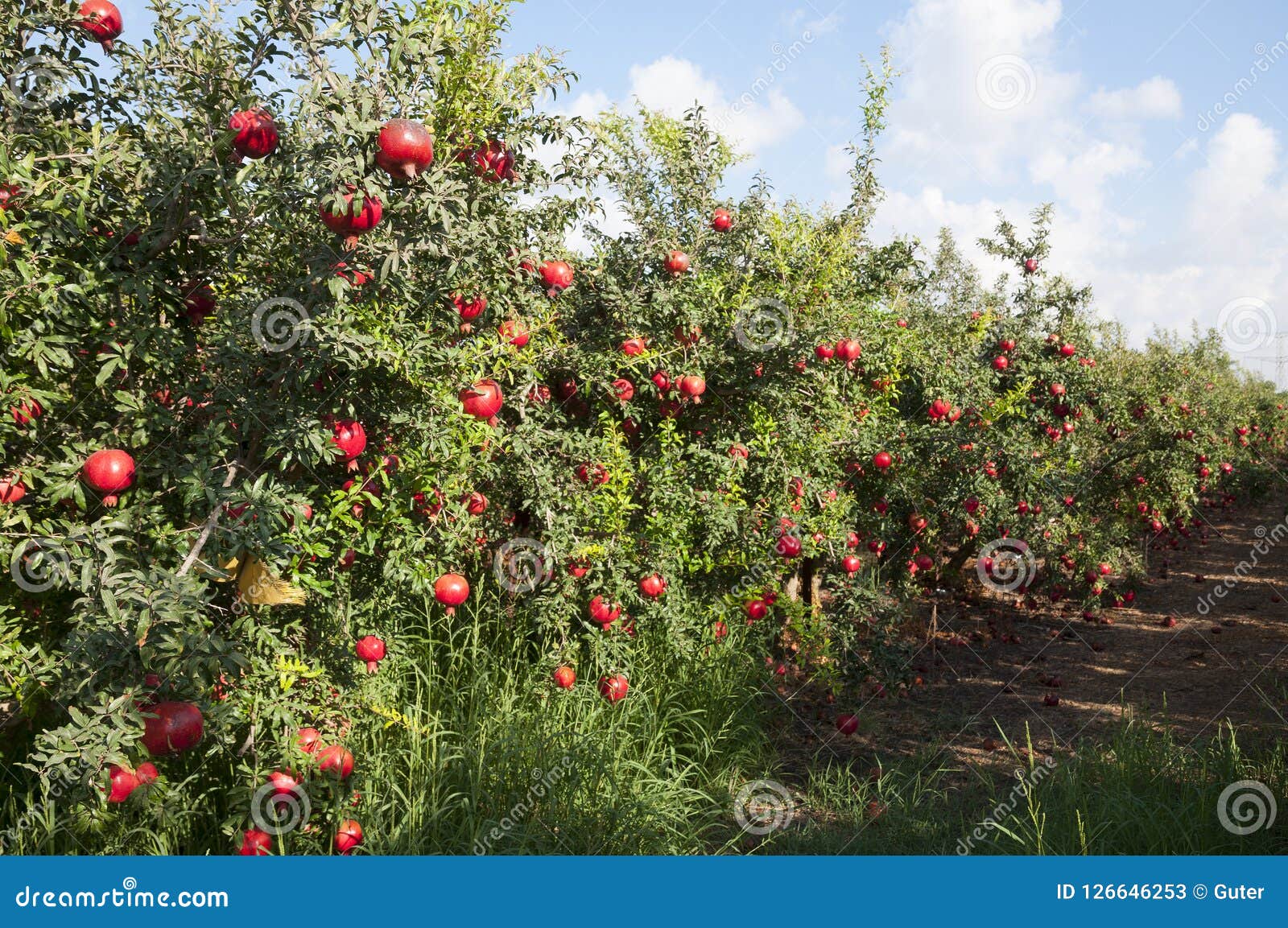 Pomegranate Tree Plantation Stock Image - Image of plantation, kinds ...