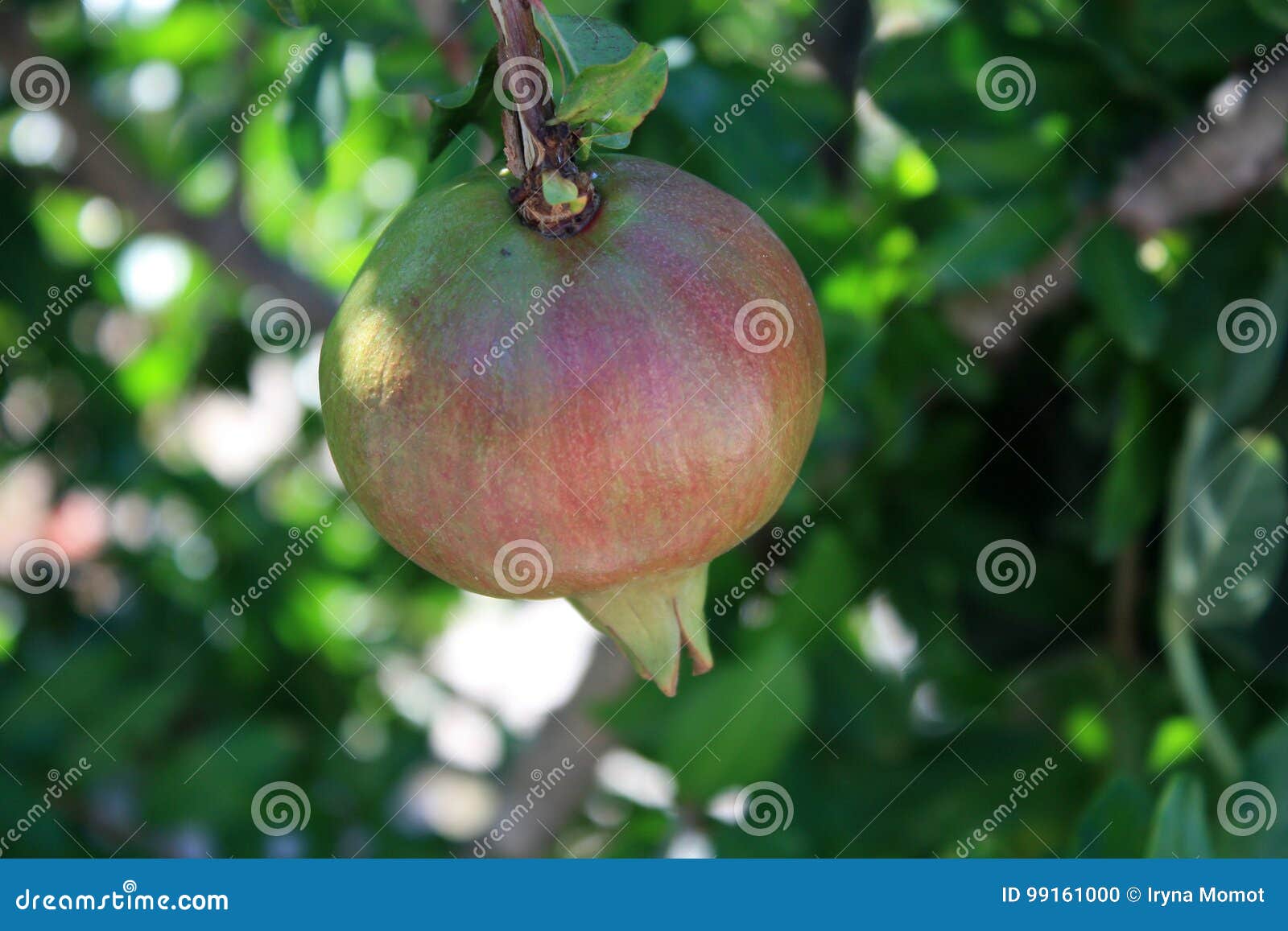 Pomegranate on the tree stock photo. Image of juicy, autumn - 99161000