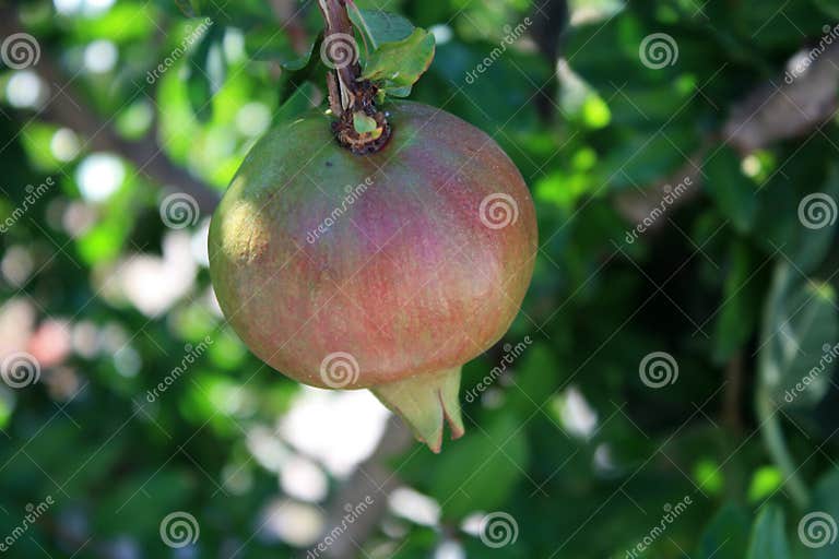 Pomegranate on the tree stock photo. Image of juicy, autumn - 99161000