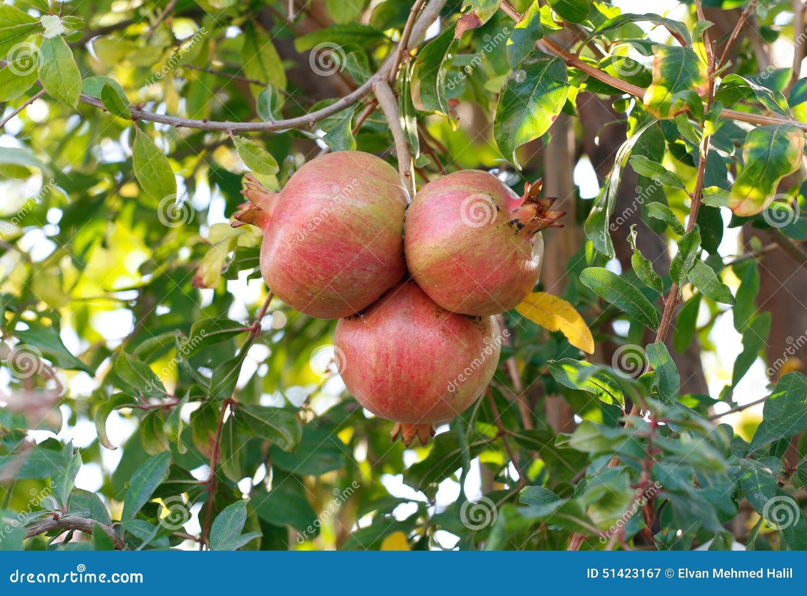 Pomegranate tree. stock image. Image of fresh, natural - 51423167