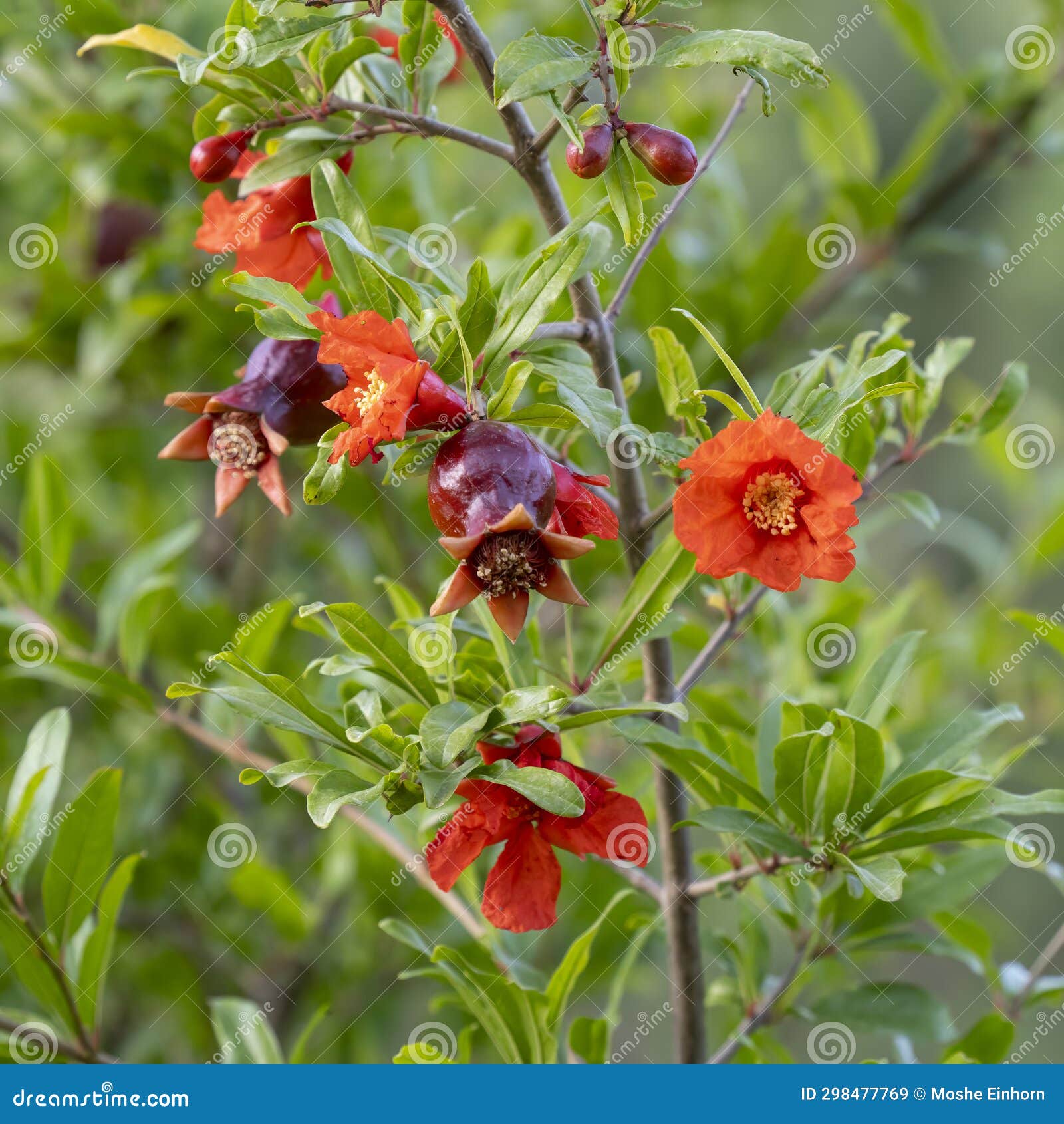 A Pomegranate Tree with Flowers and Young Fruit Stock Image - Image of ...