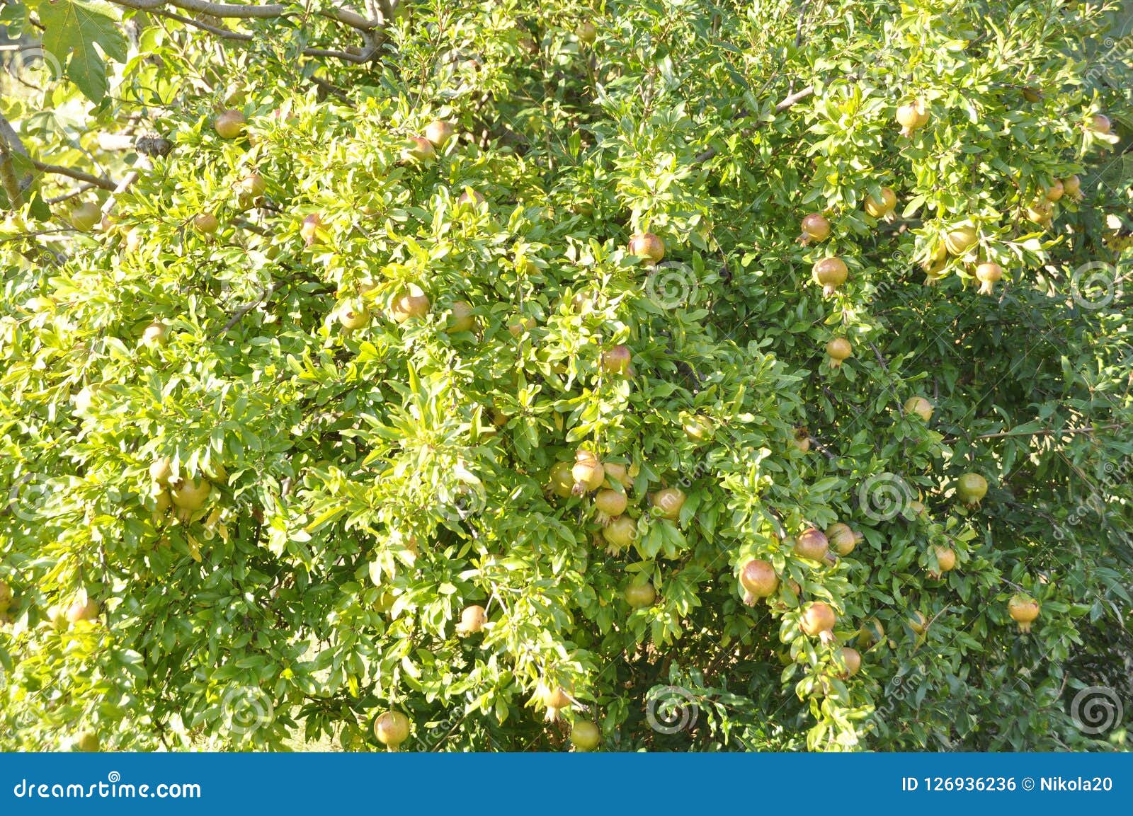 Pomegranate Tree with Ripe Fruit on Branches in Summer. Stock Photo ...