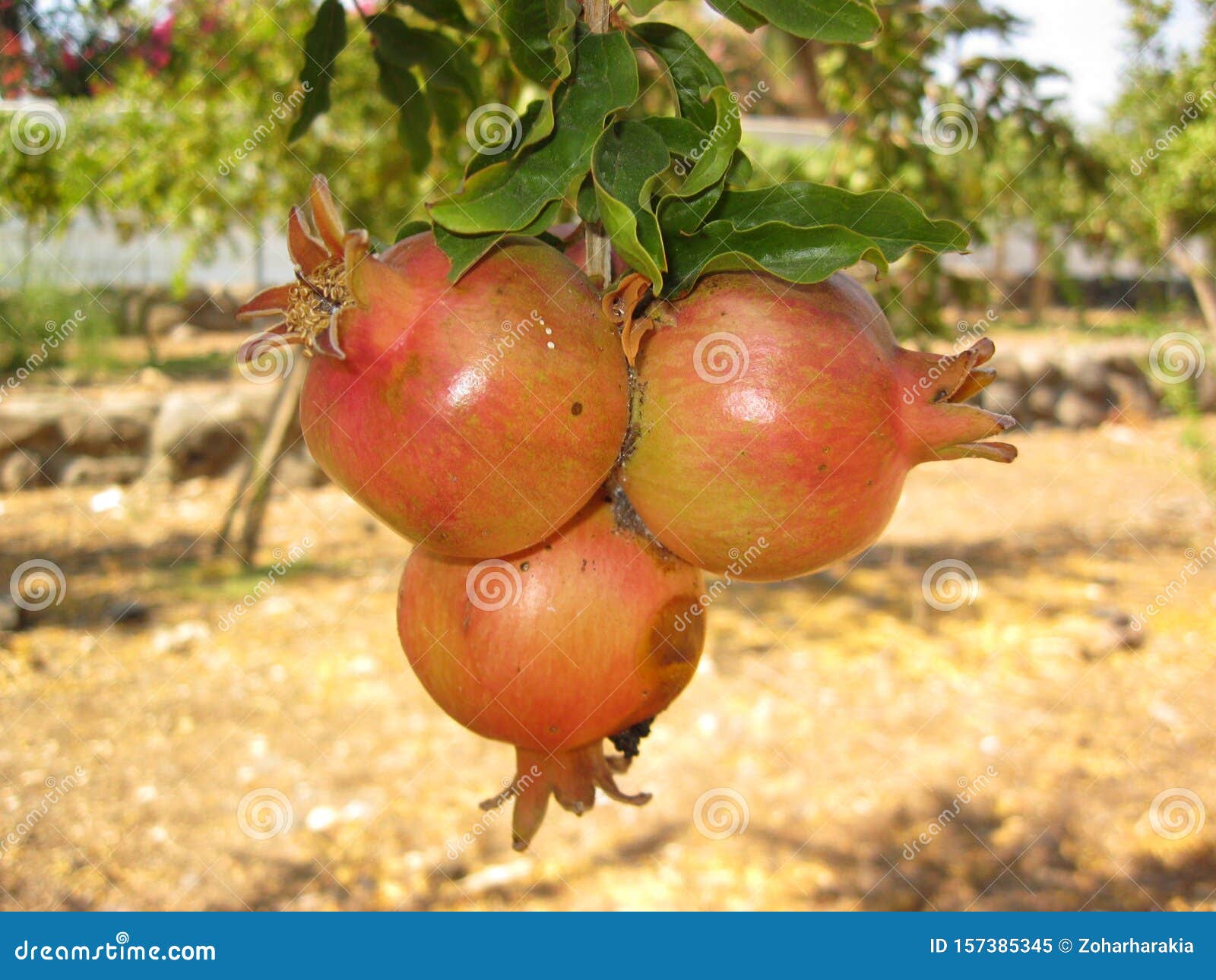 Pomegranate Tree with Fruit Stock Image - Image of green, evergreen ...