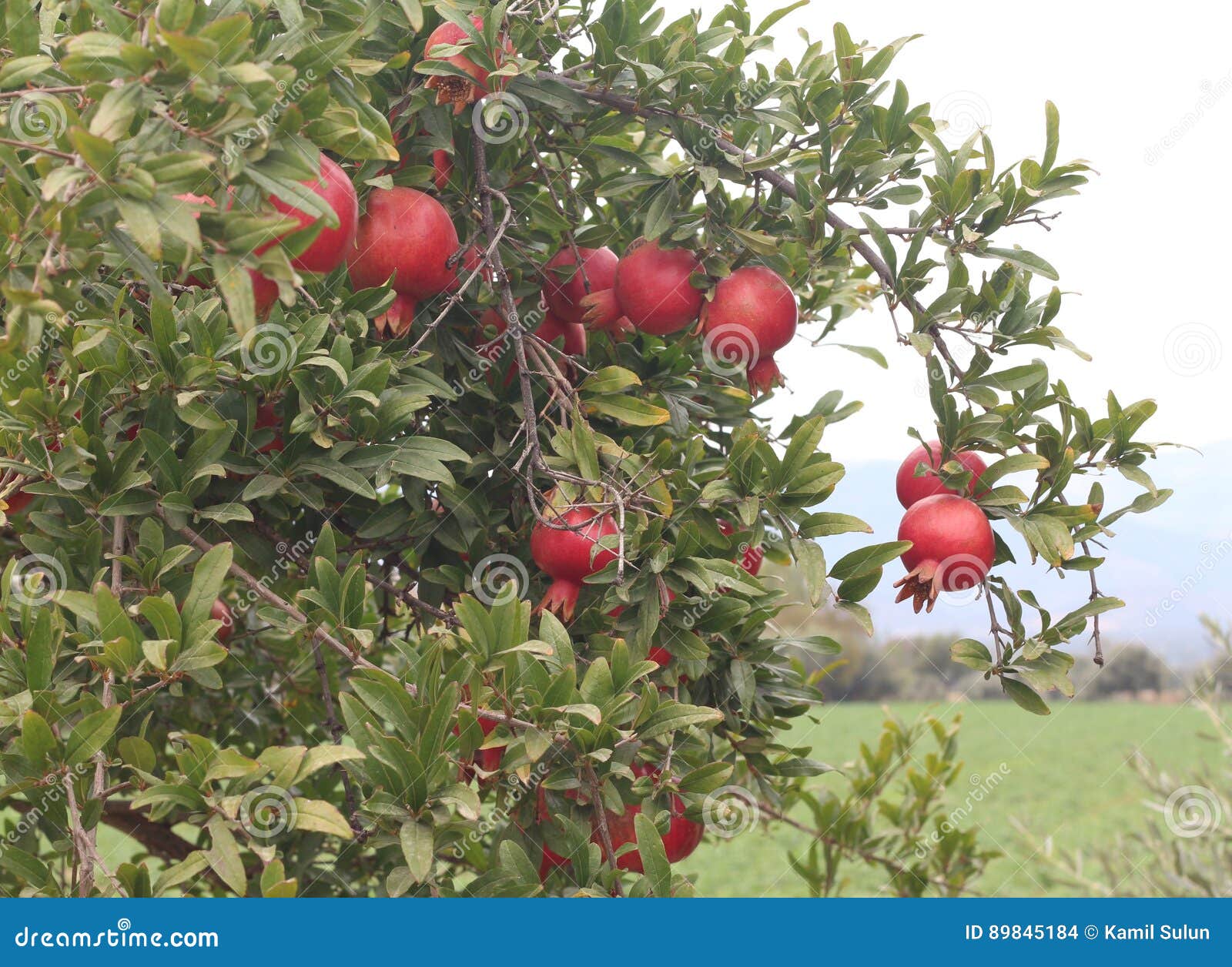 Pomegranate Tree, Tree Branch, Red Pomegranates Stock Photo - Image of ...