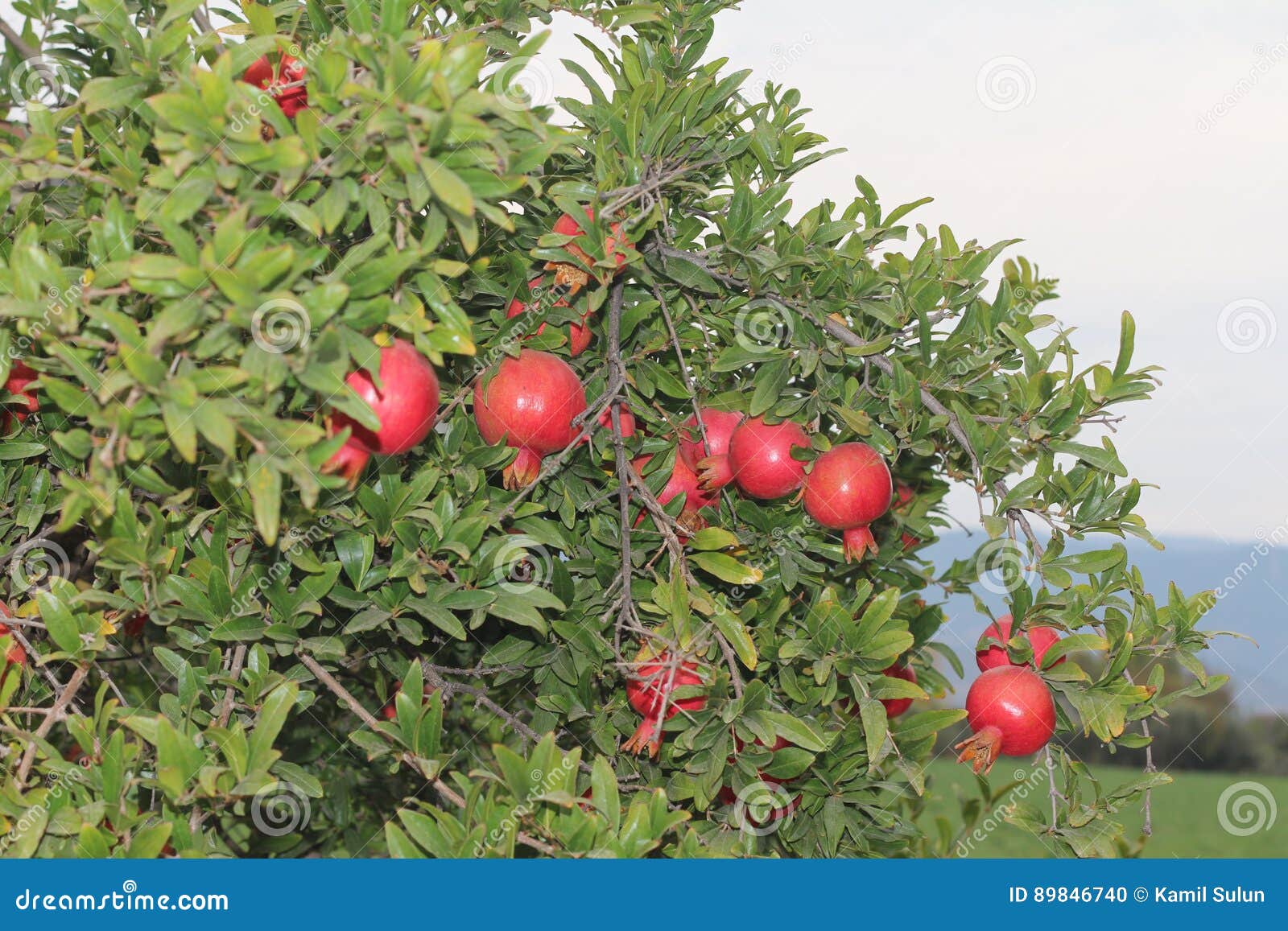 Pomegranate Tree, Tree Branch, Red Pomegranates Stock Photo - Image of ...