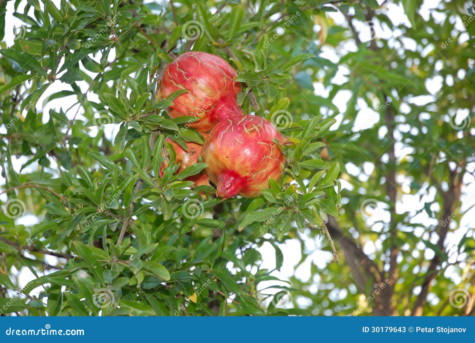 Pomegranate stock image. Image of food, seeds, pomegranate - 30179643