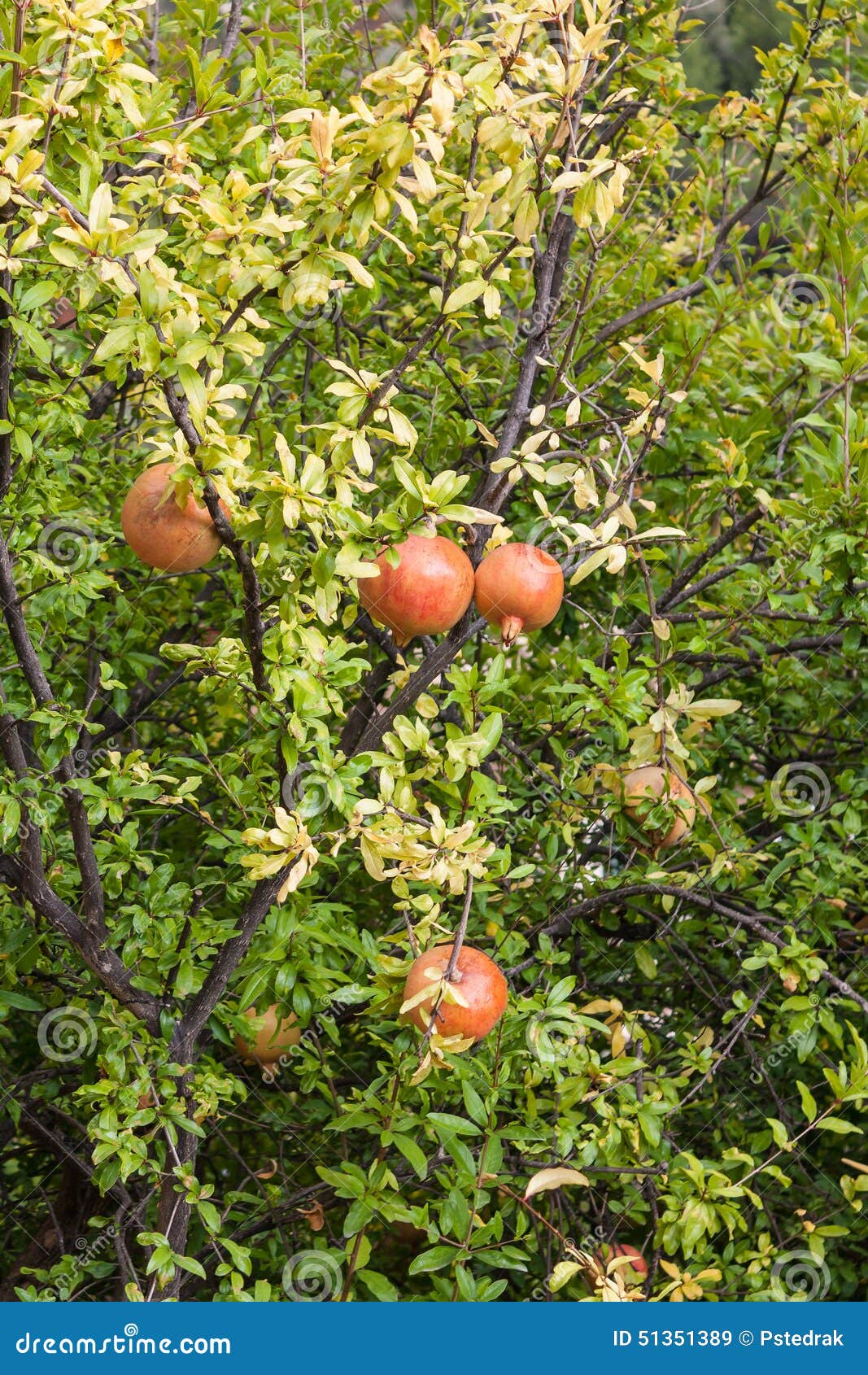 Pomegranate tree stock image. Image of pomegranate, granatum - 51351389