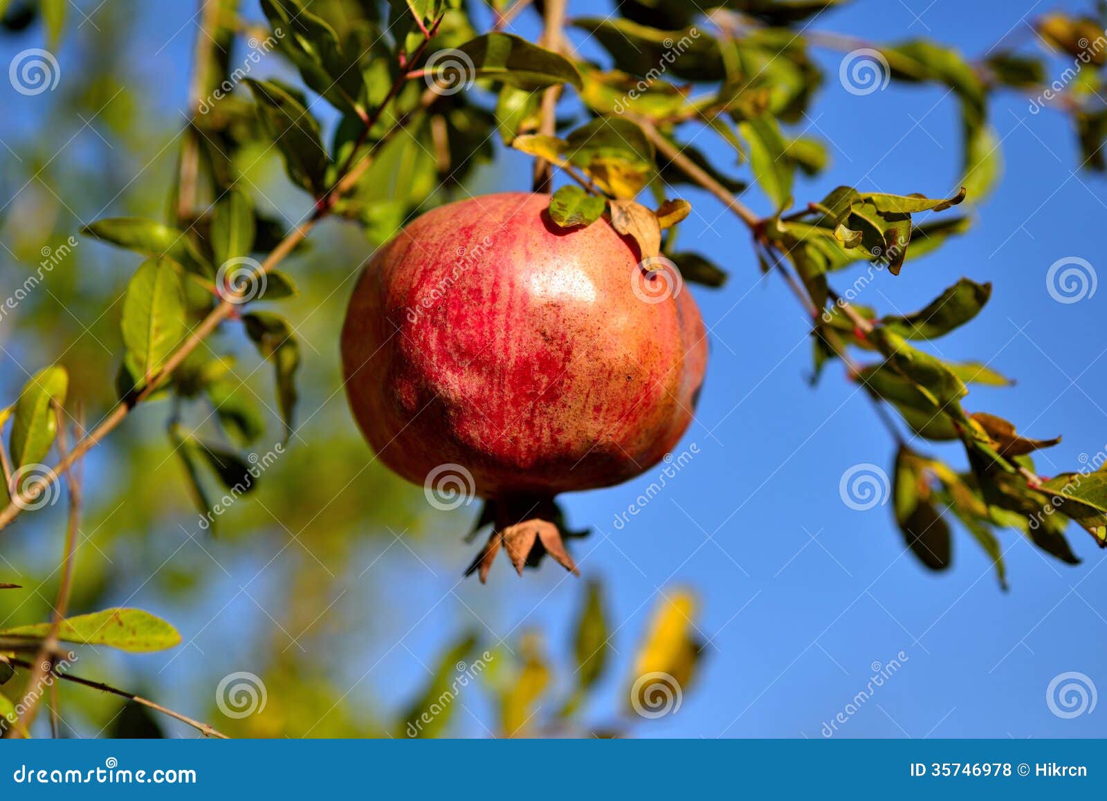Pomegranate Trees in the Garden and Fruit Stock Photo - Image of farms ...