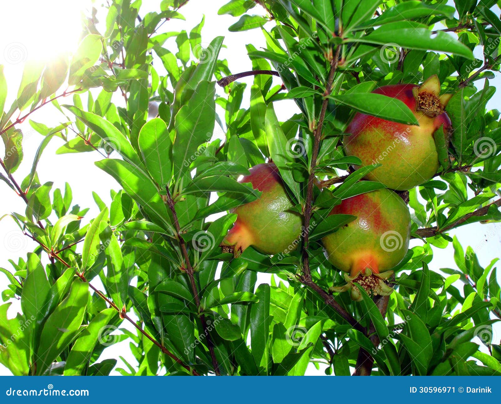 Pomegranate stock image. Image of underripe, maturation - 30596971
