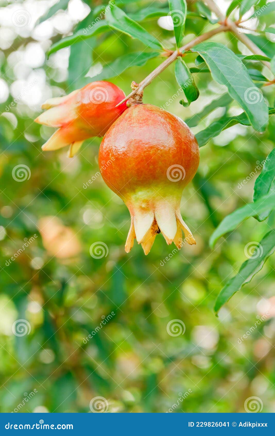 Small pomegranate fruit stock image. Image of agriculture - 229826041