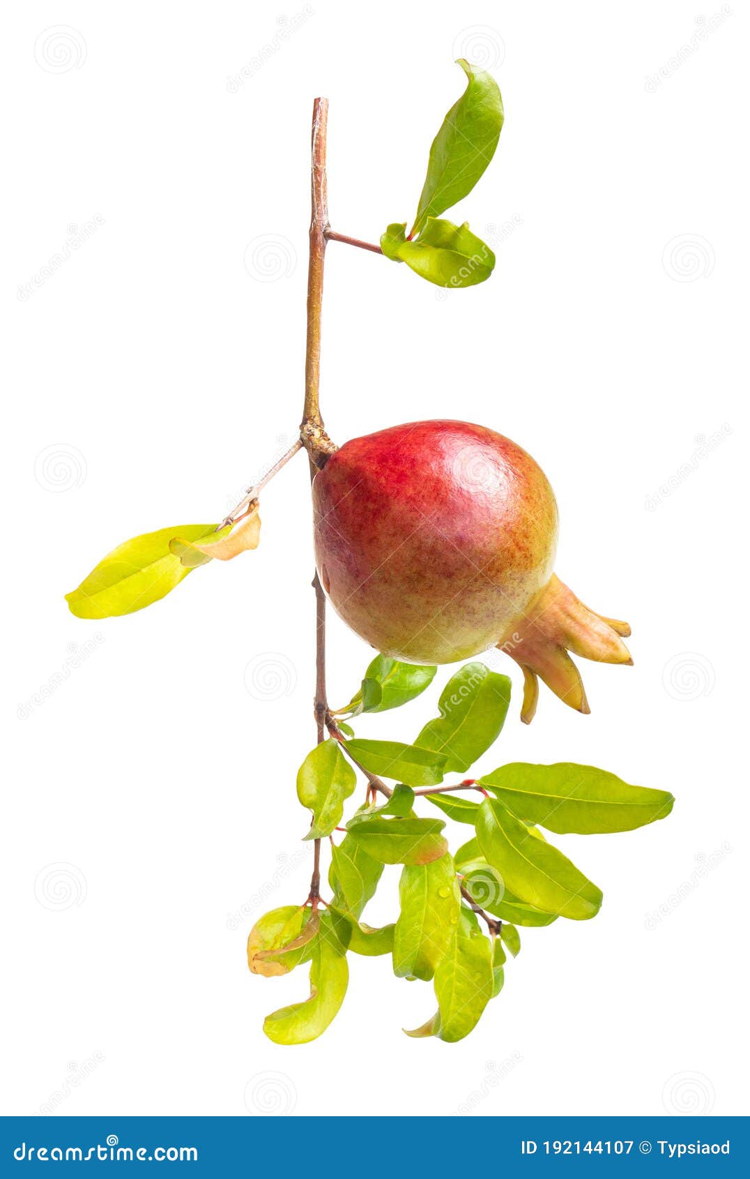 Pomegranate Young Fruit on Branch Stock Image - Image of health ...
