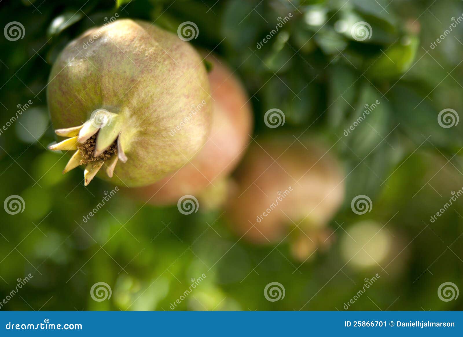 Pomegranates on branch stock image. Image of plant, pomegranate - 25866701
