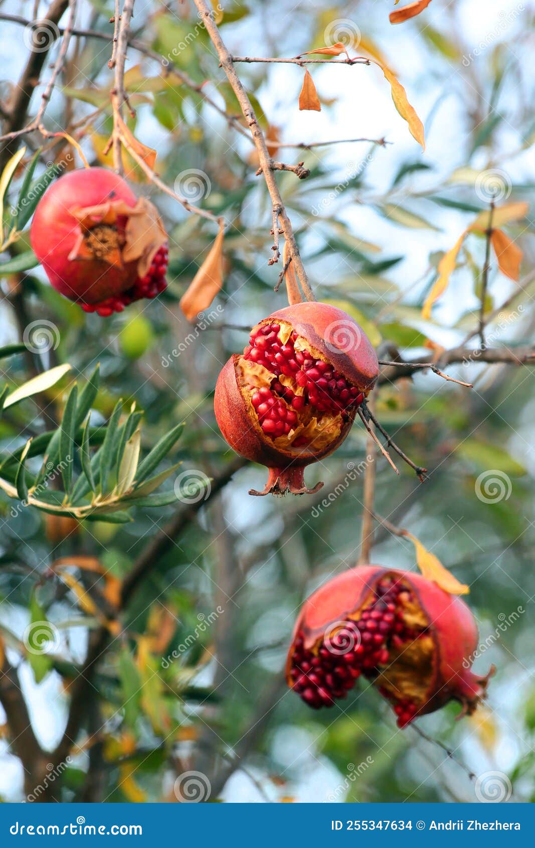 Cracking And Splitting Of Soils Due To Thirst-soil Erosion And Drought ...