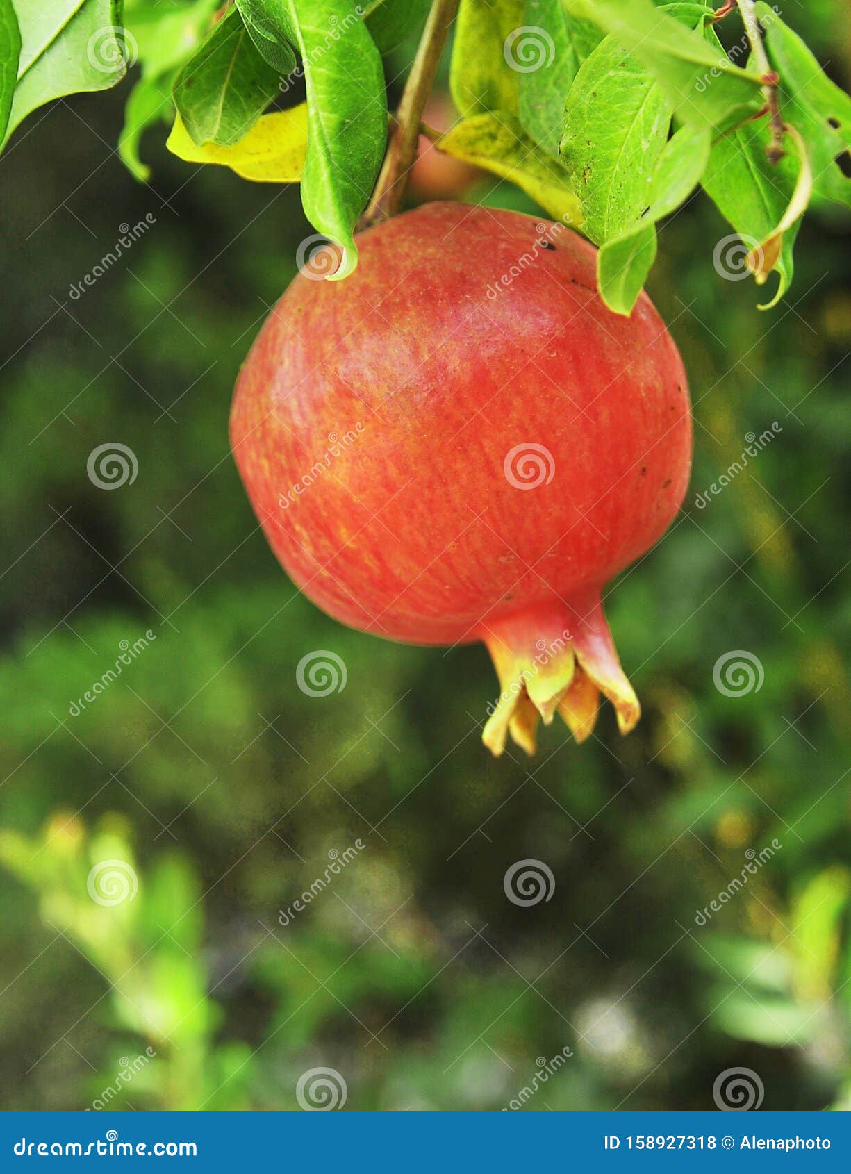 Pomegranates Growing on Tree. Stock Photo - Image of autumn, food ...