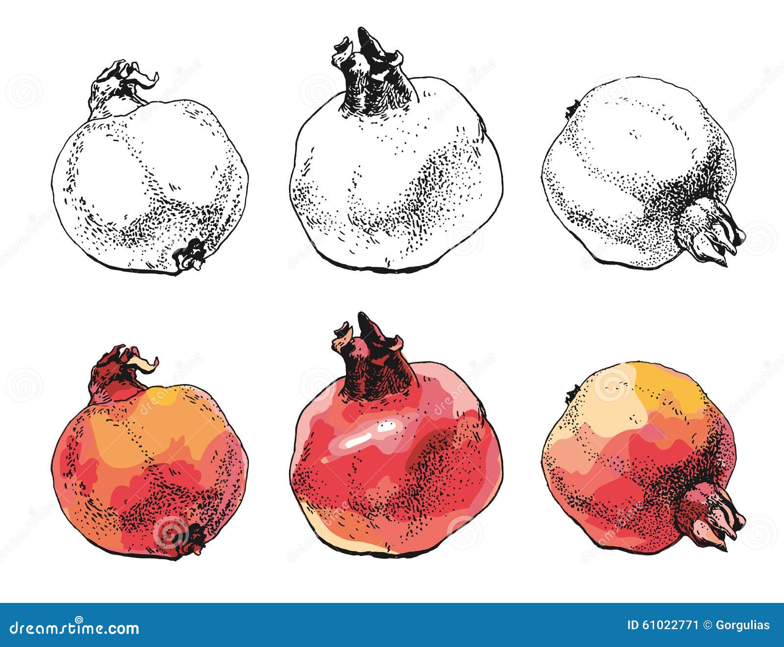 Pomegranates stock vector. Illustration of black, fruit - 61022771