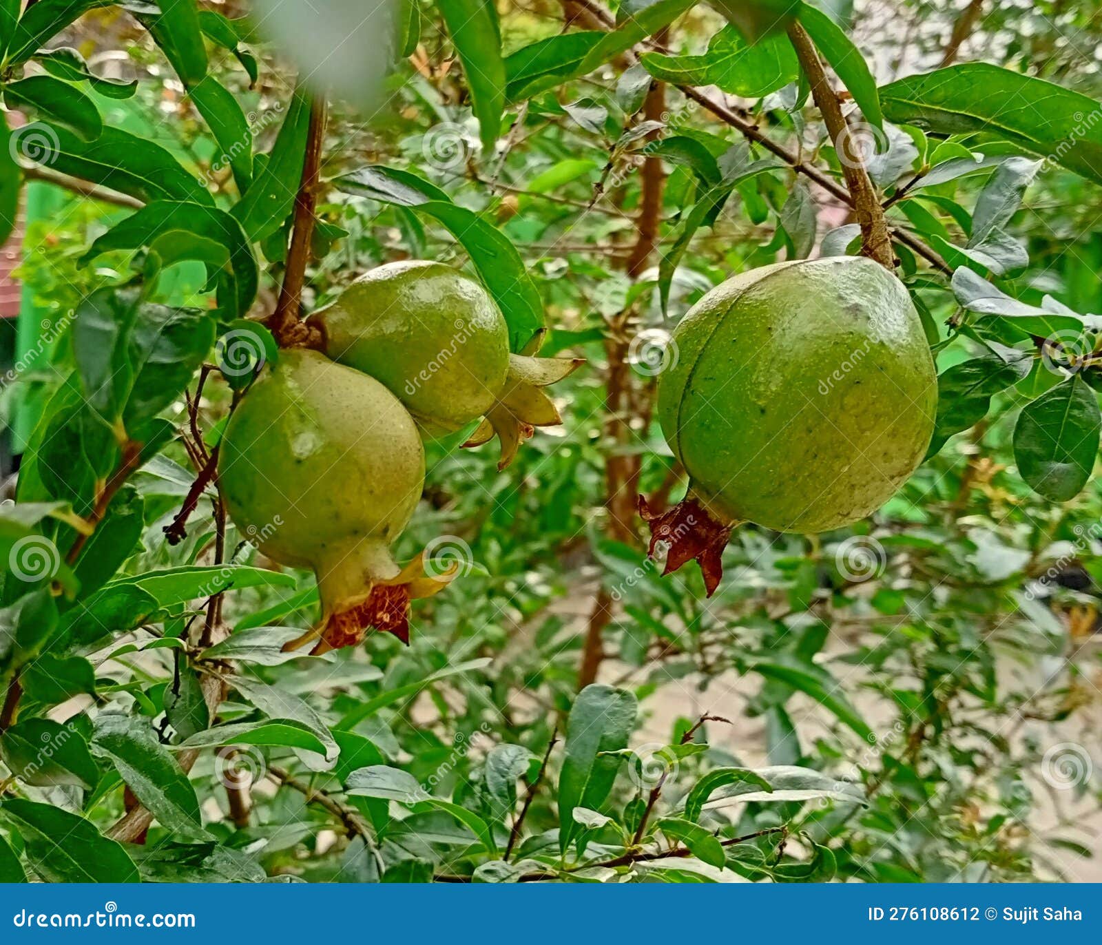 Pomegranates Hanging On Tree Royalty-Free Stock Photography ...