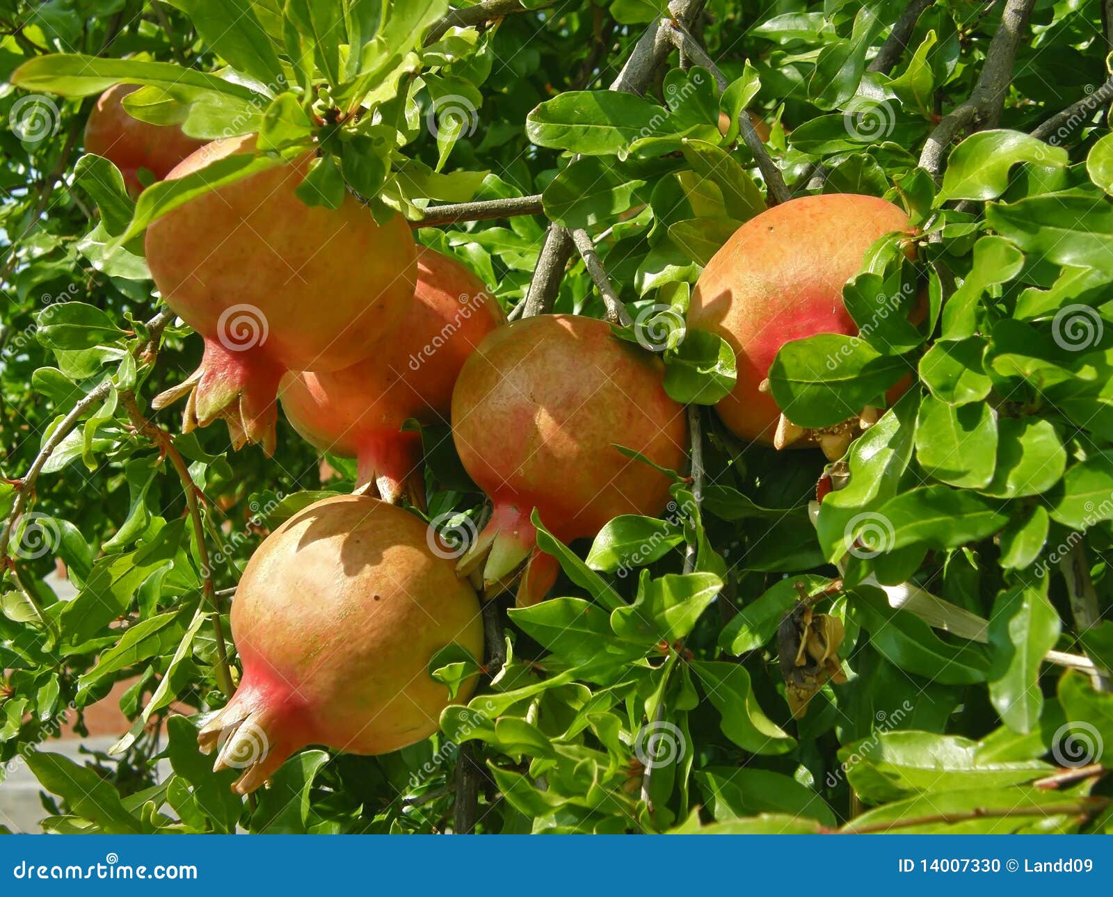 Pomegranates on tree stock photo. Image of fruit, plant - 14007330