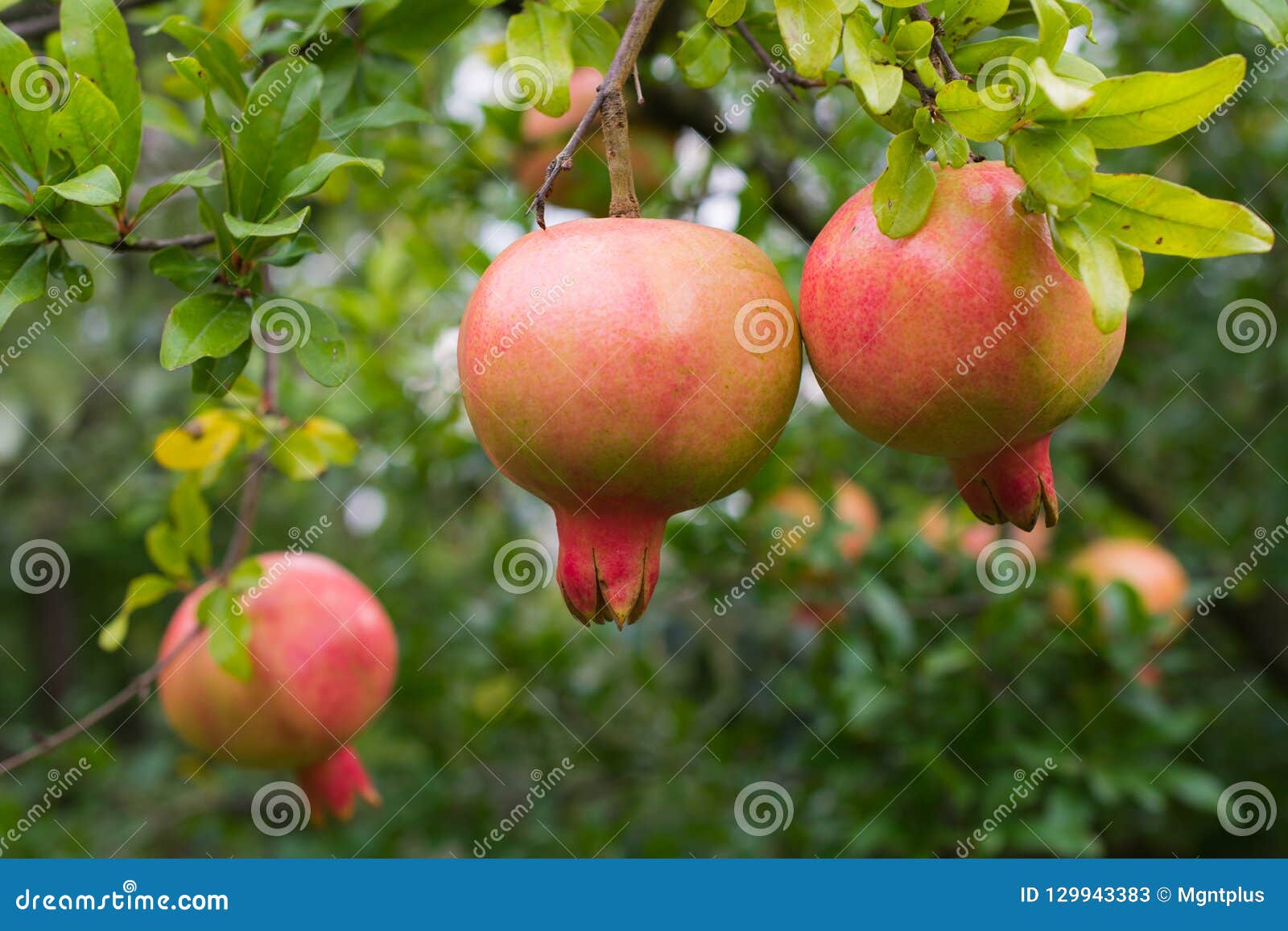 Pomegranates on the Tree in the Orchard Stock Image - Image of orchard ...