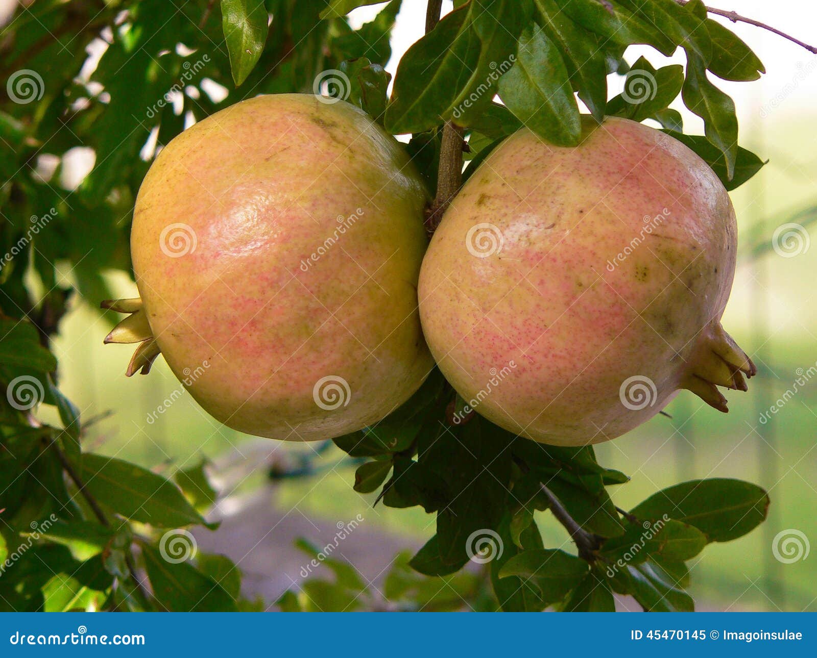 Nature. Plants. Punica Granatum. Pomegranates Tree Stock Image - Image ...