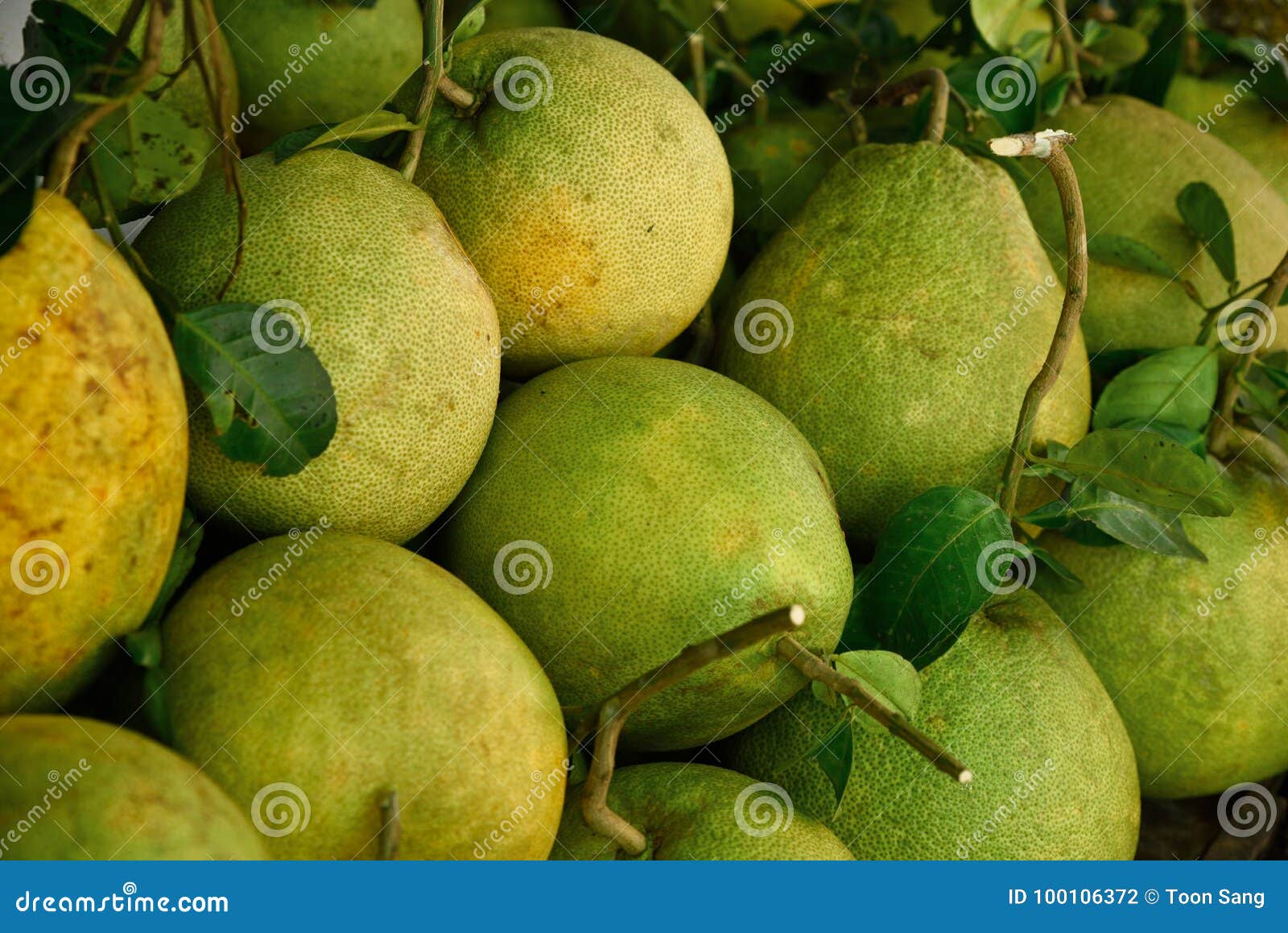 Pomelo foto de archivo. Imagen de vitamina, textura - 100106372
