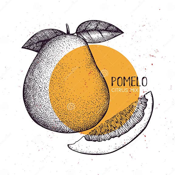 Pomelo Vintage Design Template. Botanical Illustration with Engraved ...