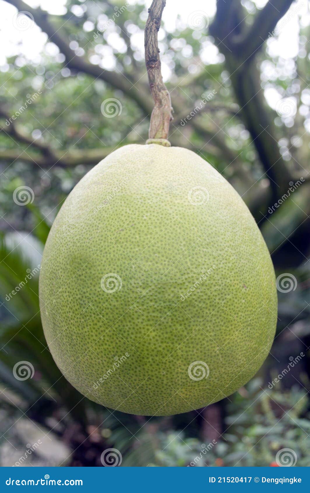 Pomelo stock image. Image of autumn, food, healthful - 21520417