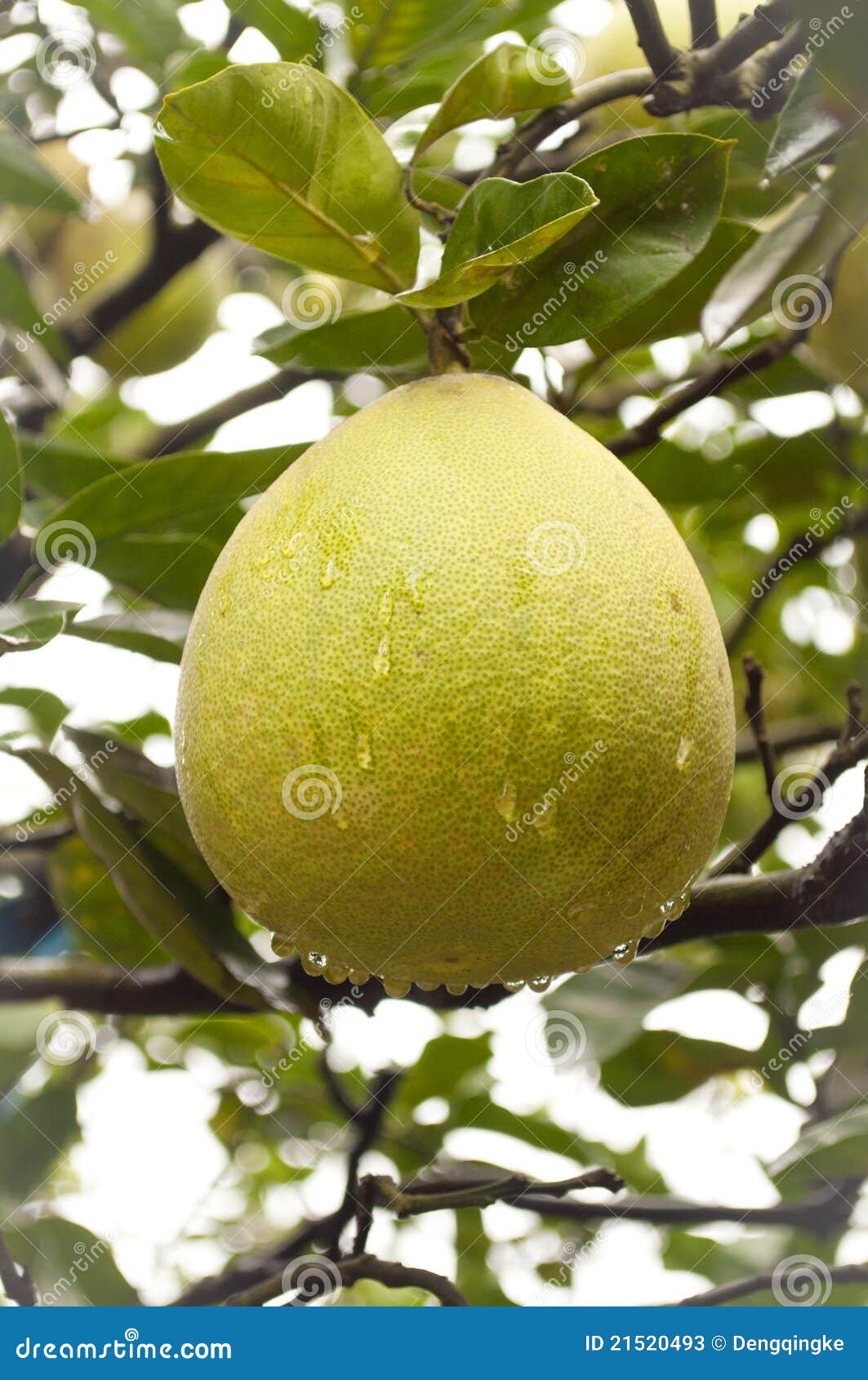 Pomelo stock image. Image of diets, foods, autumn, orange - 21520493