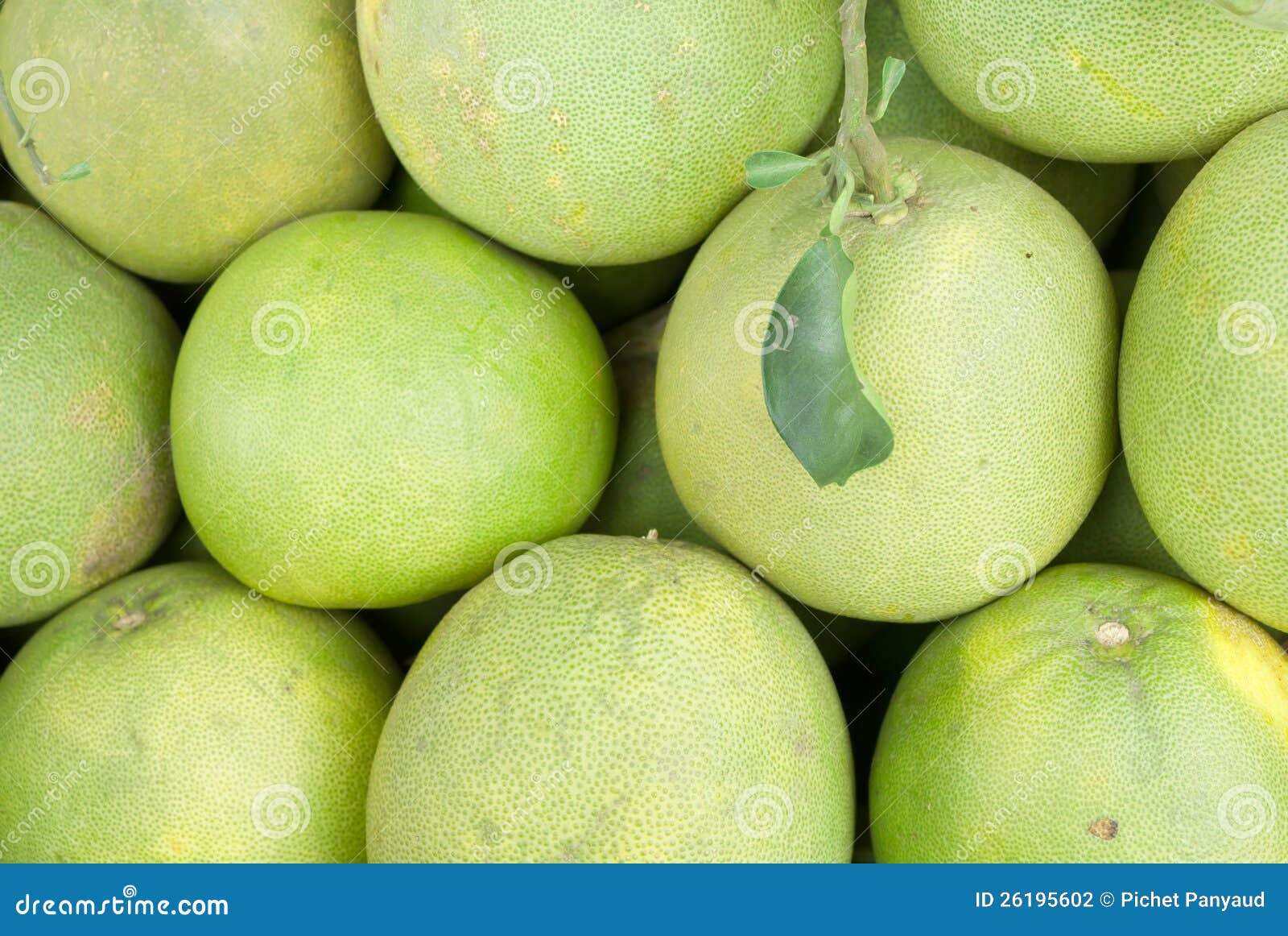 Pomelo stock photo. Image of fresh, nutrition, sweet - 26195602