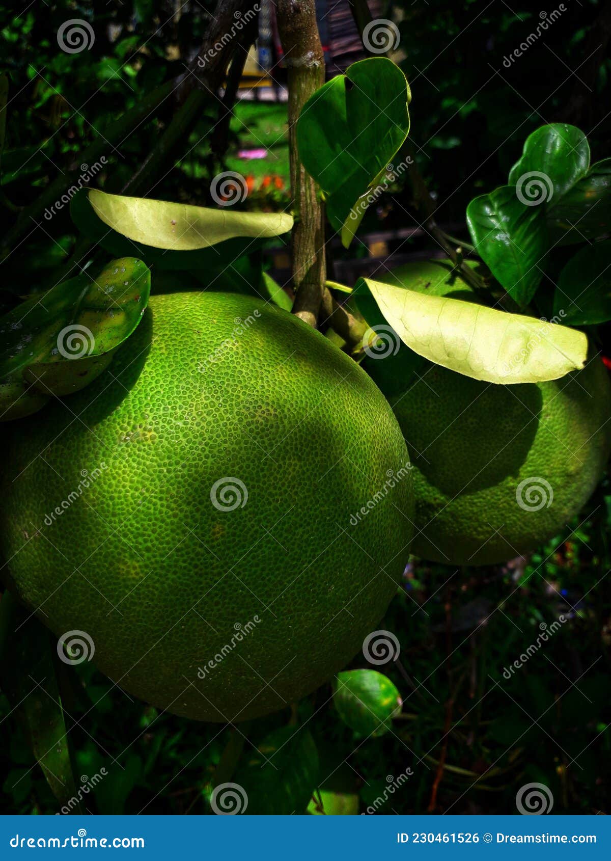 Pomelo Citrus Fruits Ripening Stock Photo - Image of citrus, pomelo ...