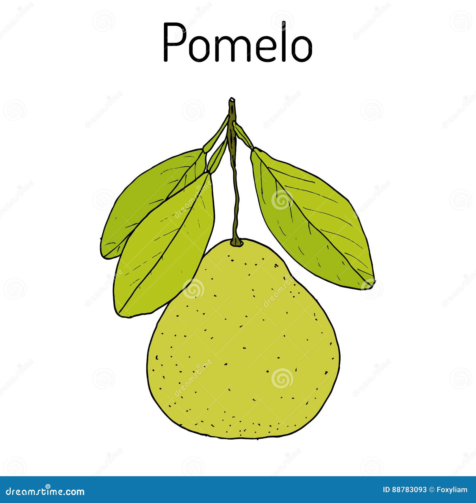 Shaddock Cartoons, Illustrations & Vector Stock Images - 379 Pictures ...