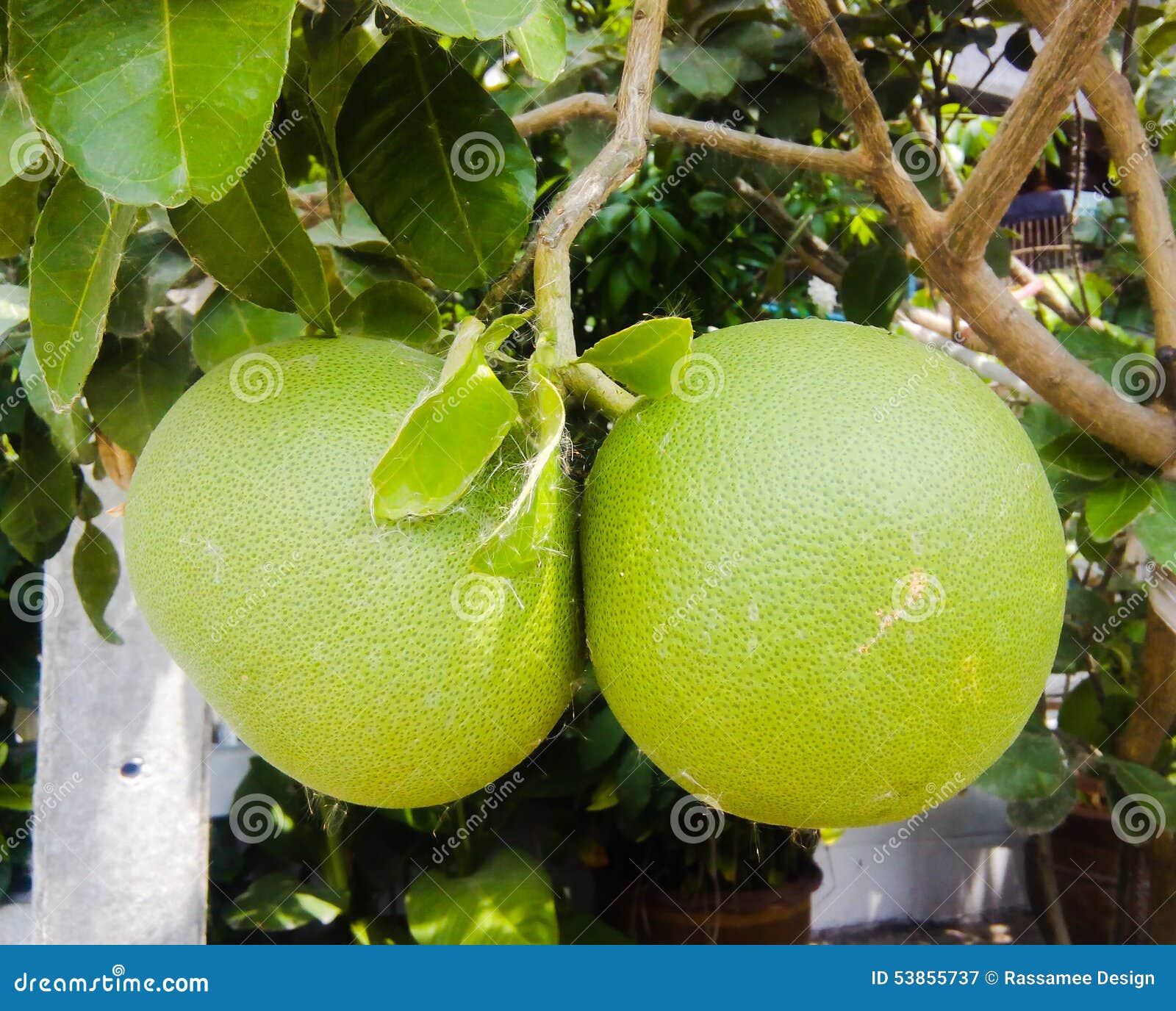 Pomelo stock image. Image of fresh, tree, fruit, bhogate - 53855737