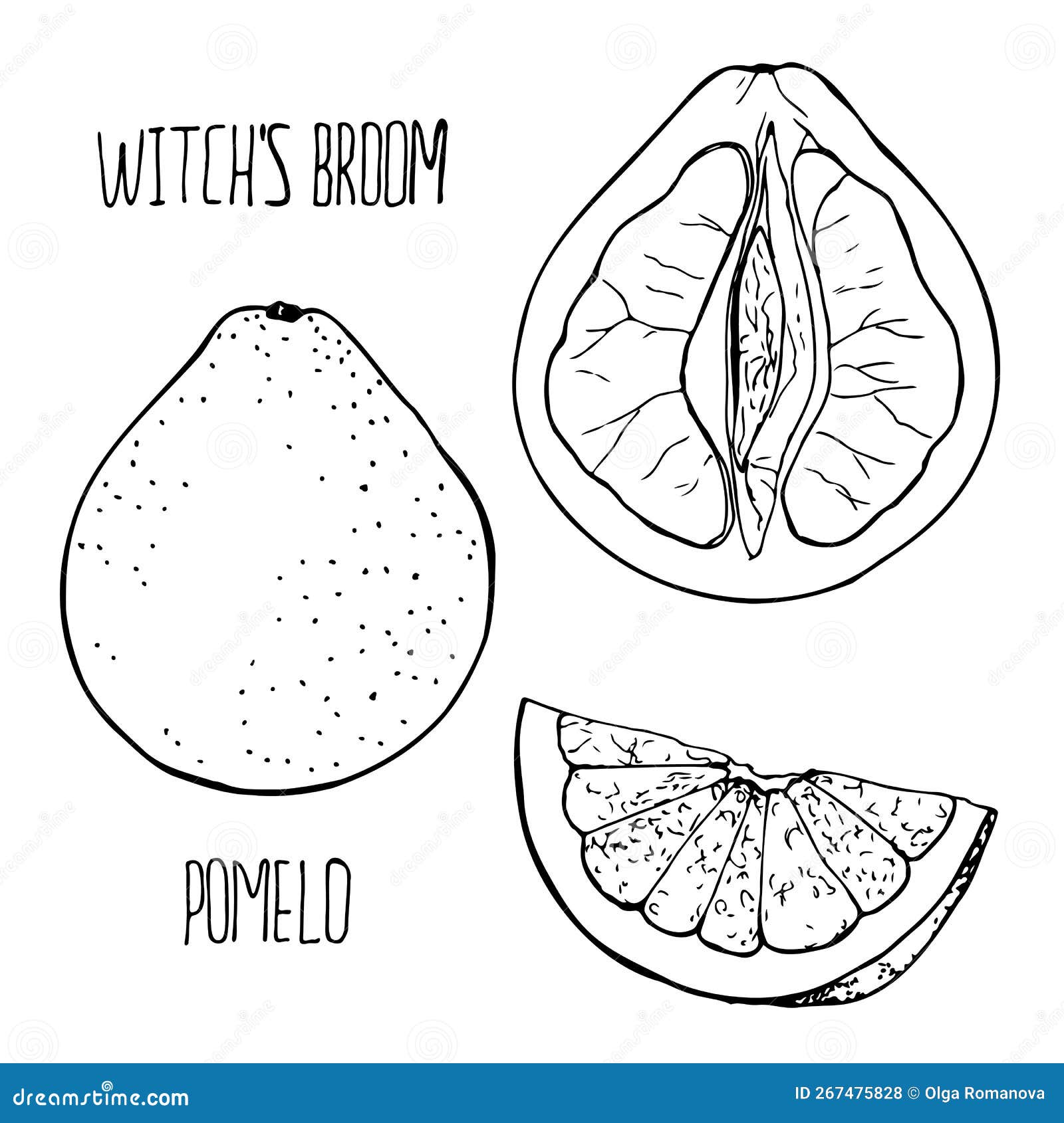 Pomelo Fruit Black and White Vector Set Isolated on a White Background ...