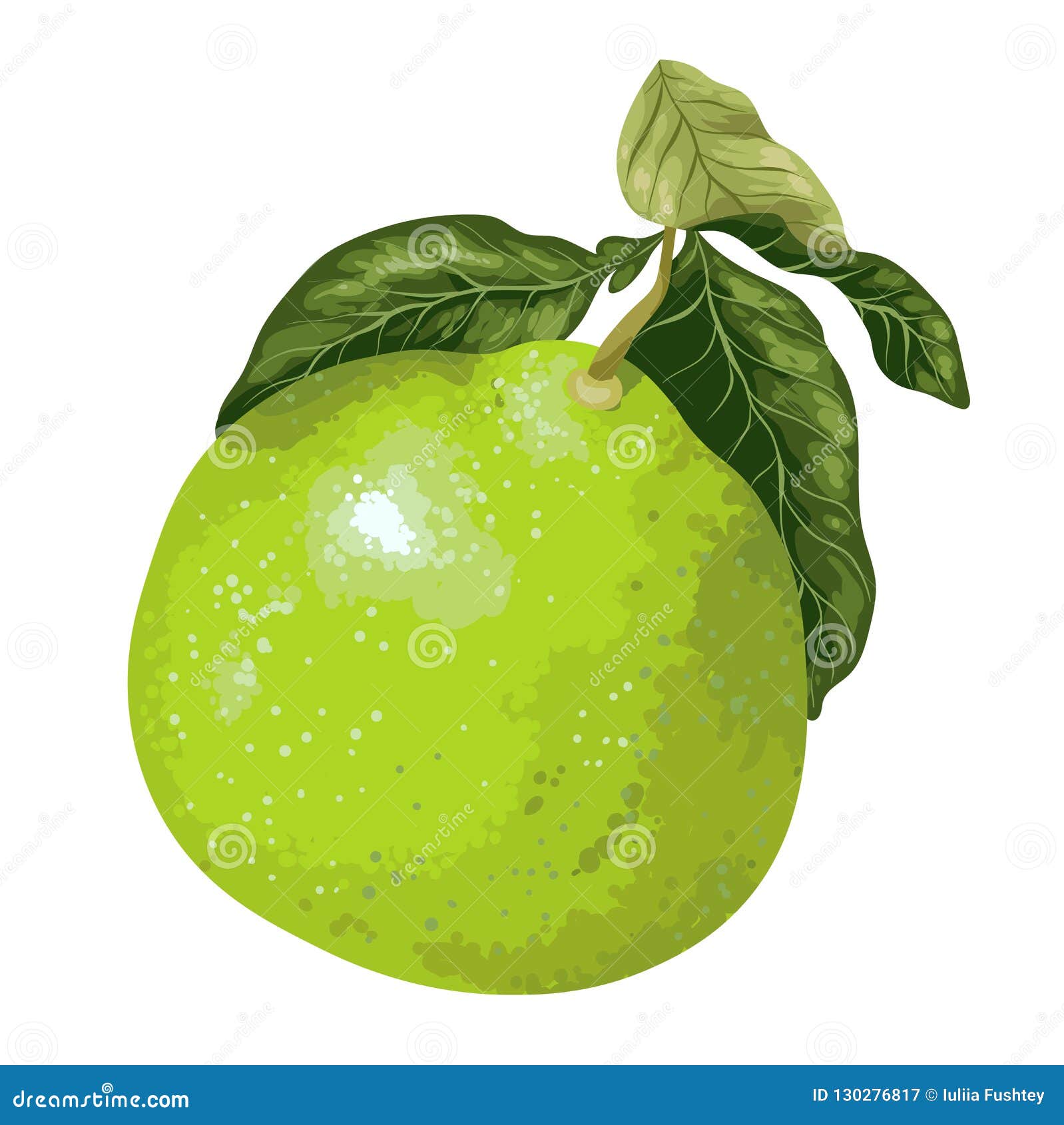 Pomelo Fruit on the Branch of Citrus Tree in Vector Stock Illustration ...