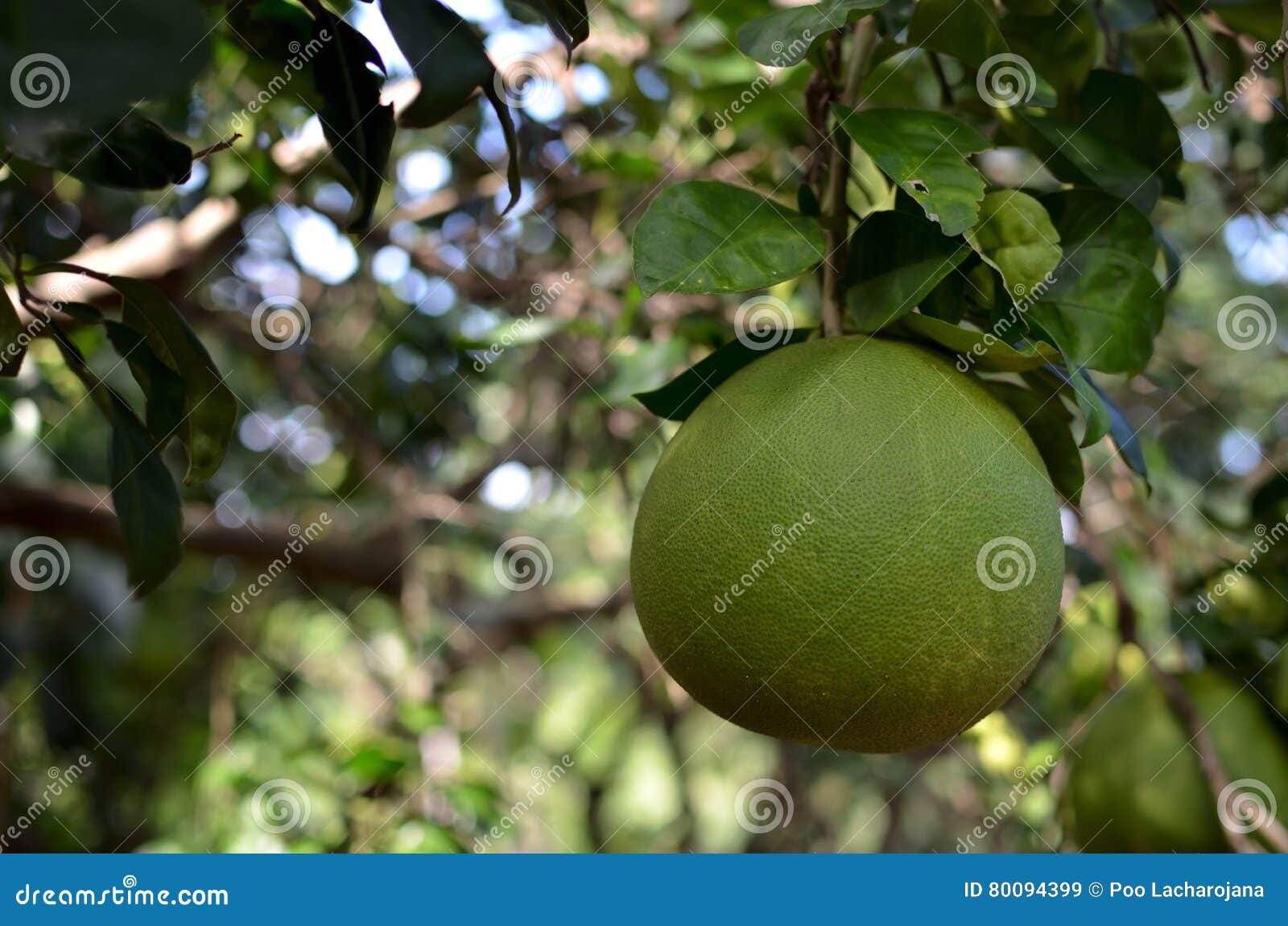 Pomelo Fruit, Citrus Maxima Burm. Merrill. Stock Image - Image of ...