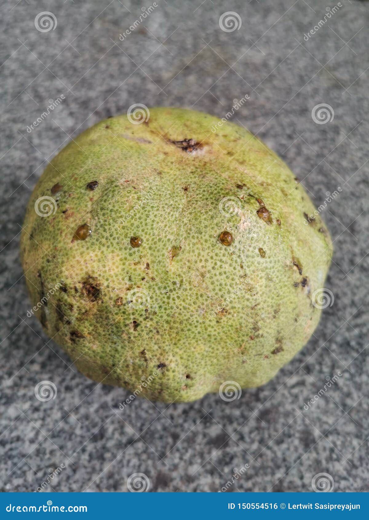 Pomelo Fruit Damage from Insect Stock Photo - Image of larva, damage ...