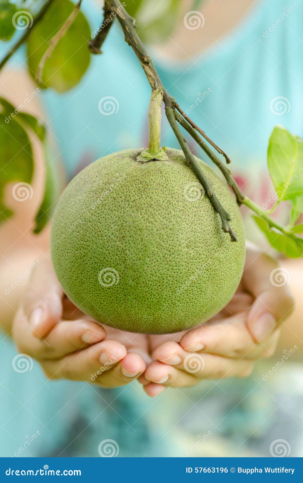 Pomelo fruit stock photo. Image of hand, agriculture - 57663196