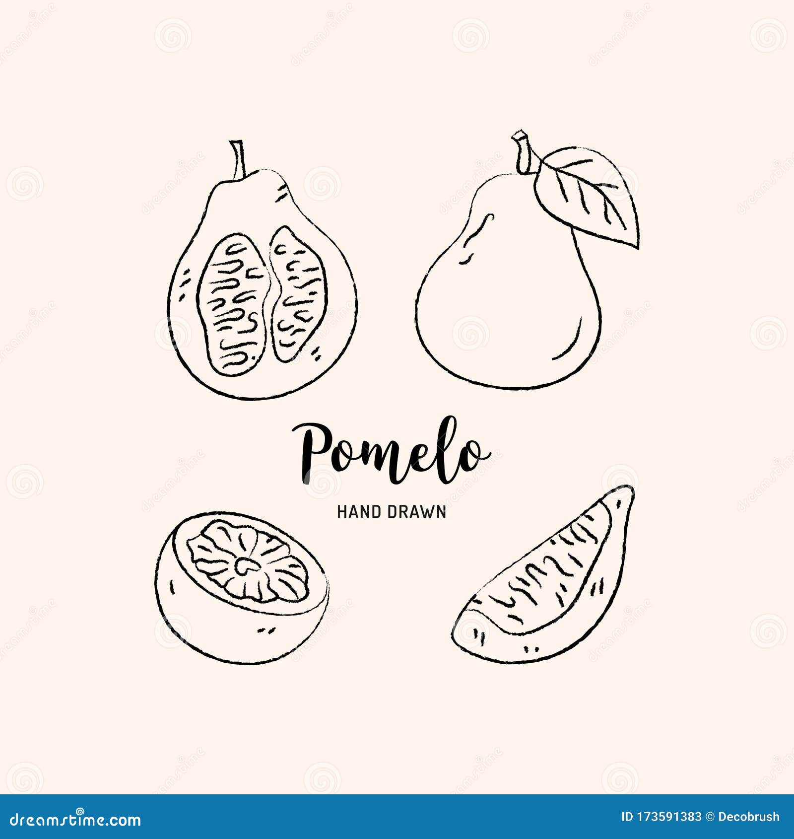 Pomelo Fruit Illustration For Coloring Book Template, Shaddock For Kids ...