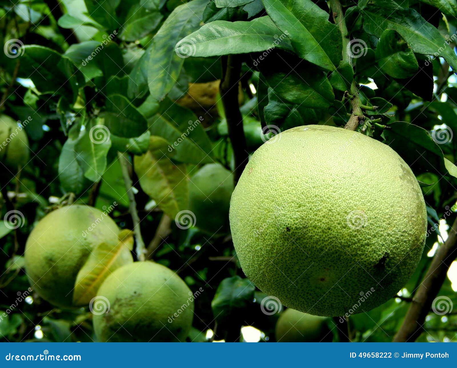 Pomelo fruit stock photo. Image of fruit, freshness, grapefruit - 49658222