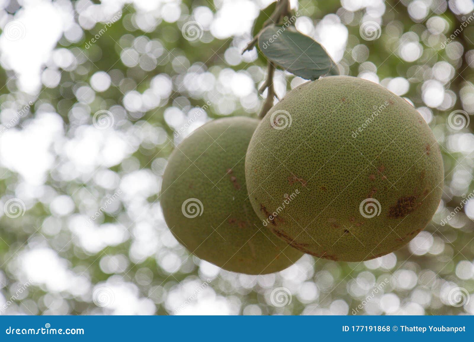Pomelo Fruit is almost Ripe Stock Photo - Image of branch, ripe: 177191868