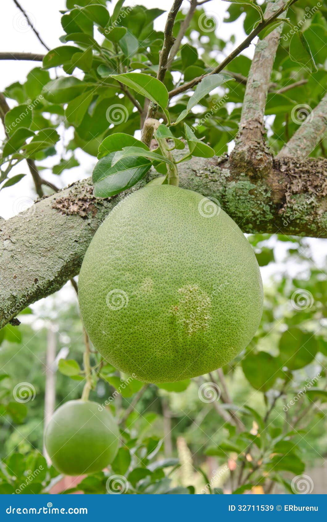Pomelo fruit stock image. Image of hang, juicy, orchard - 32711539