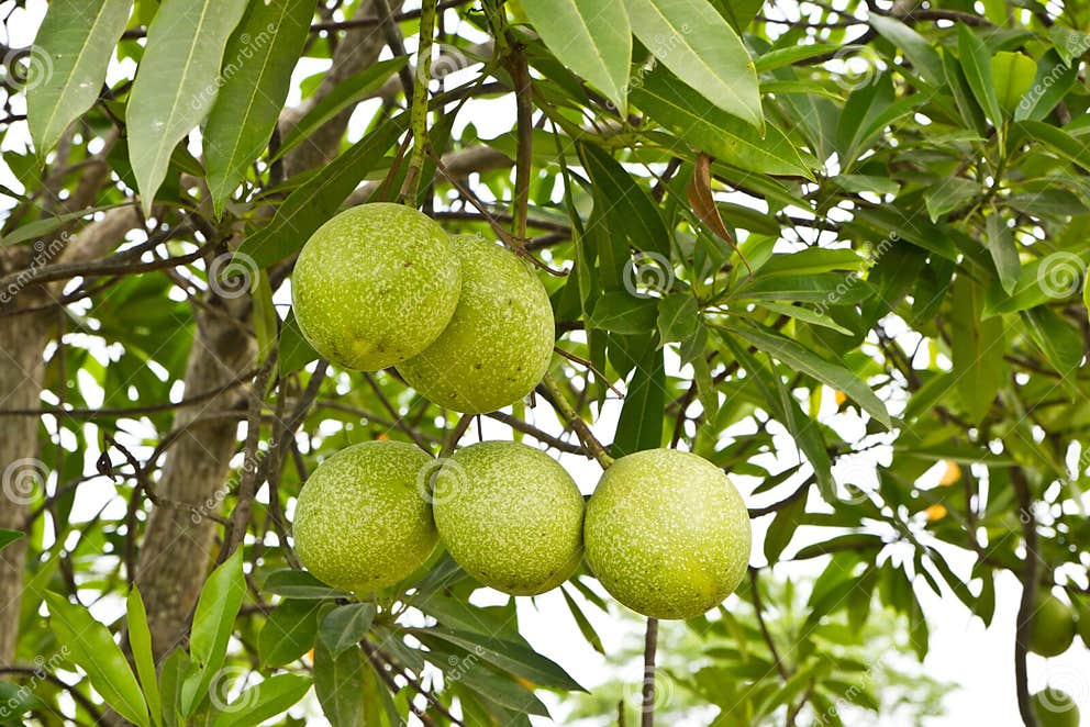 Pomelo fruit stock photo. Image of healthy, pummelo, juice - 39644506