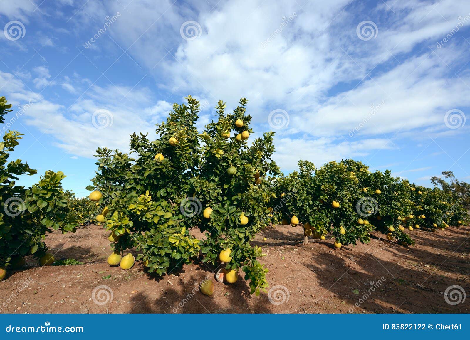 Pomelo fruit on the tree stock photo. Image of green - 83822122