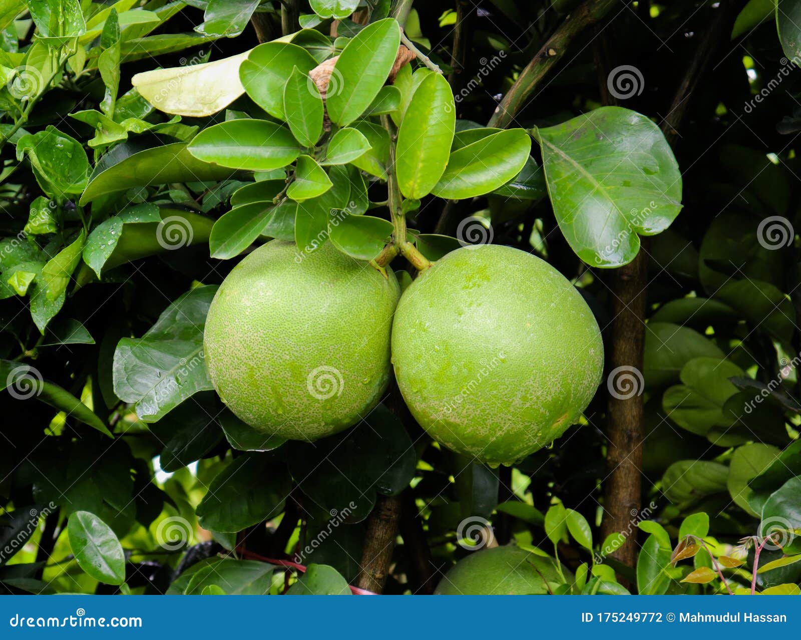Pomelo Fruit in the Tree. Helthy Green Pomelo Fruit Stock Photo - Image ...